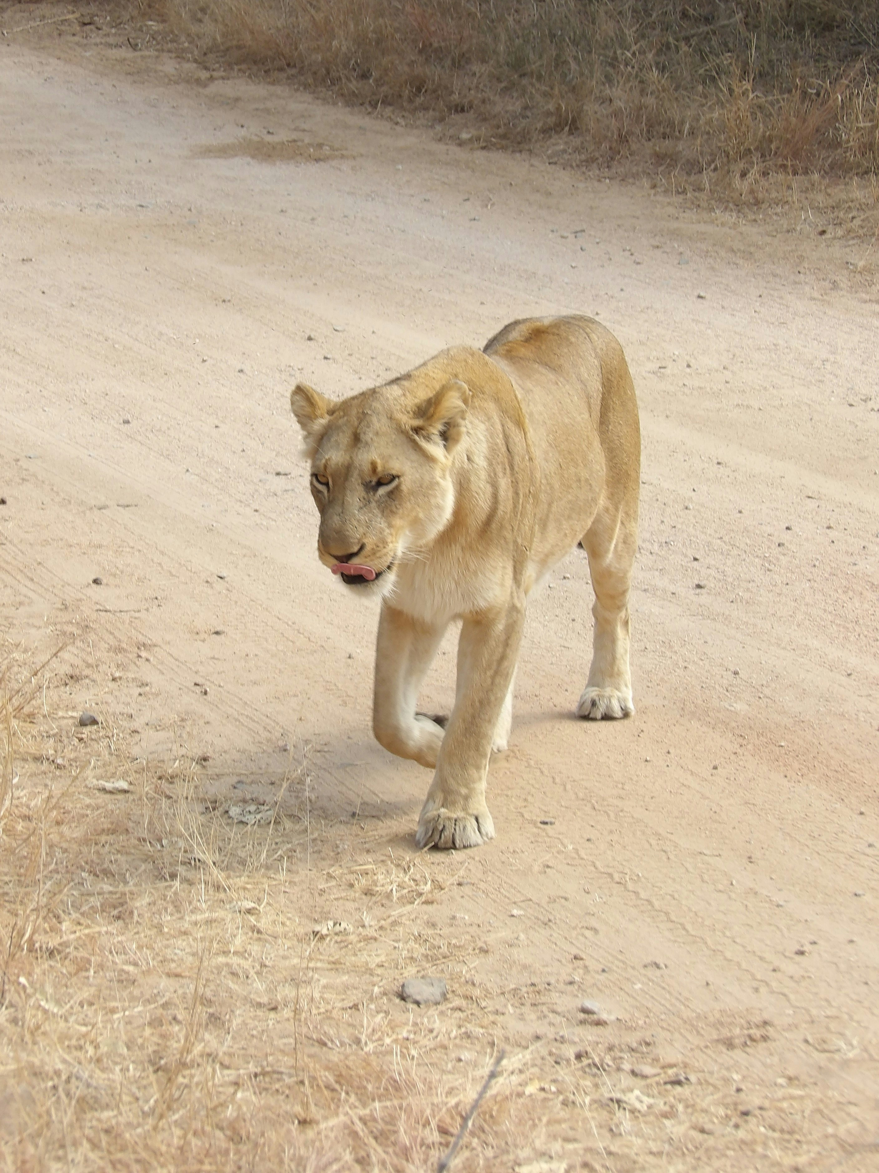 A lioness walks along a dusty road, her tongue peeking out as she surveys her surroundings. The dry grass and earth reflect the arid beauty of the savannah.