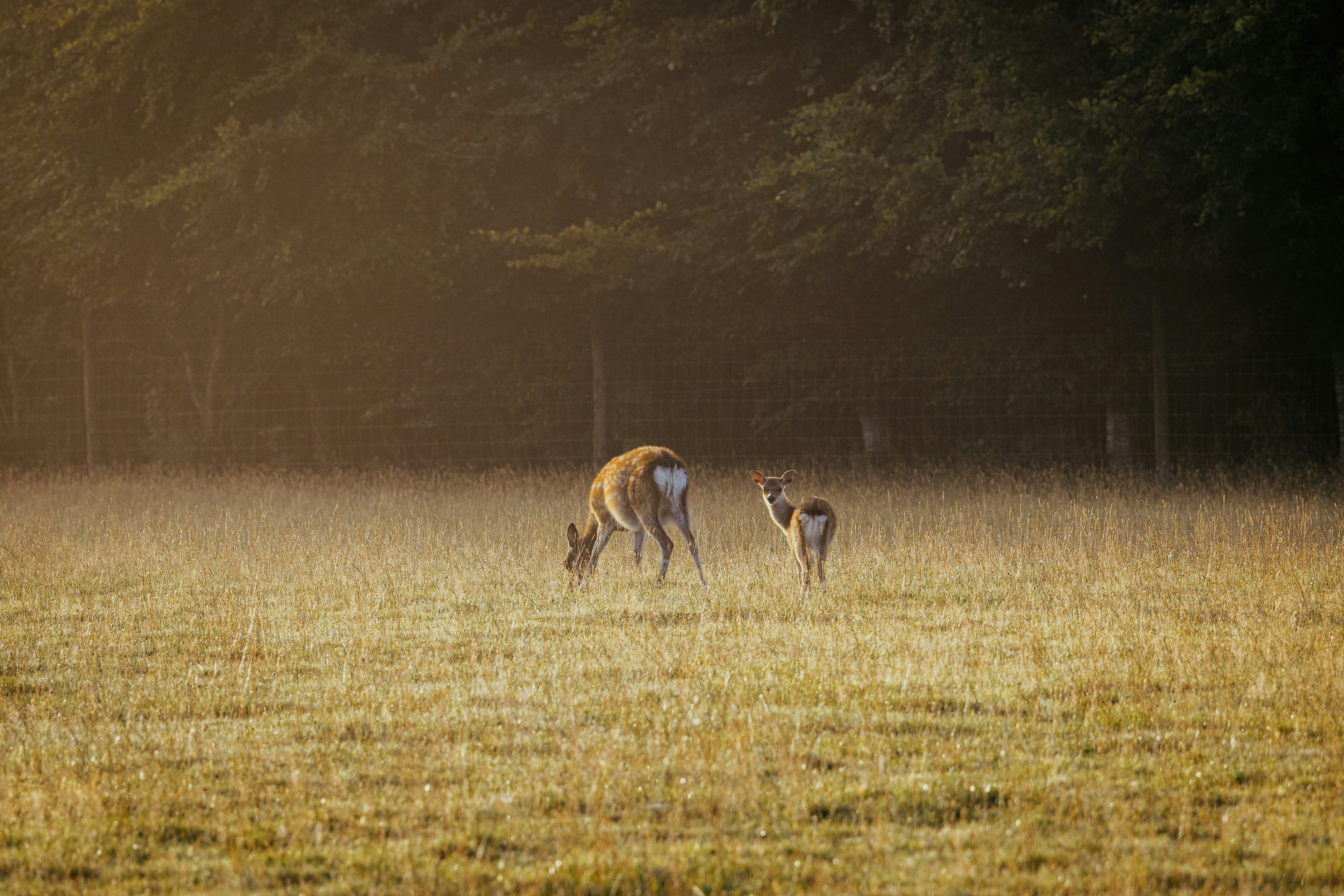Gentle Morning Grazers