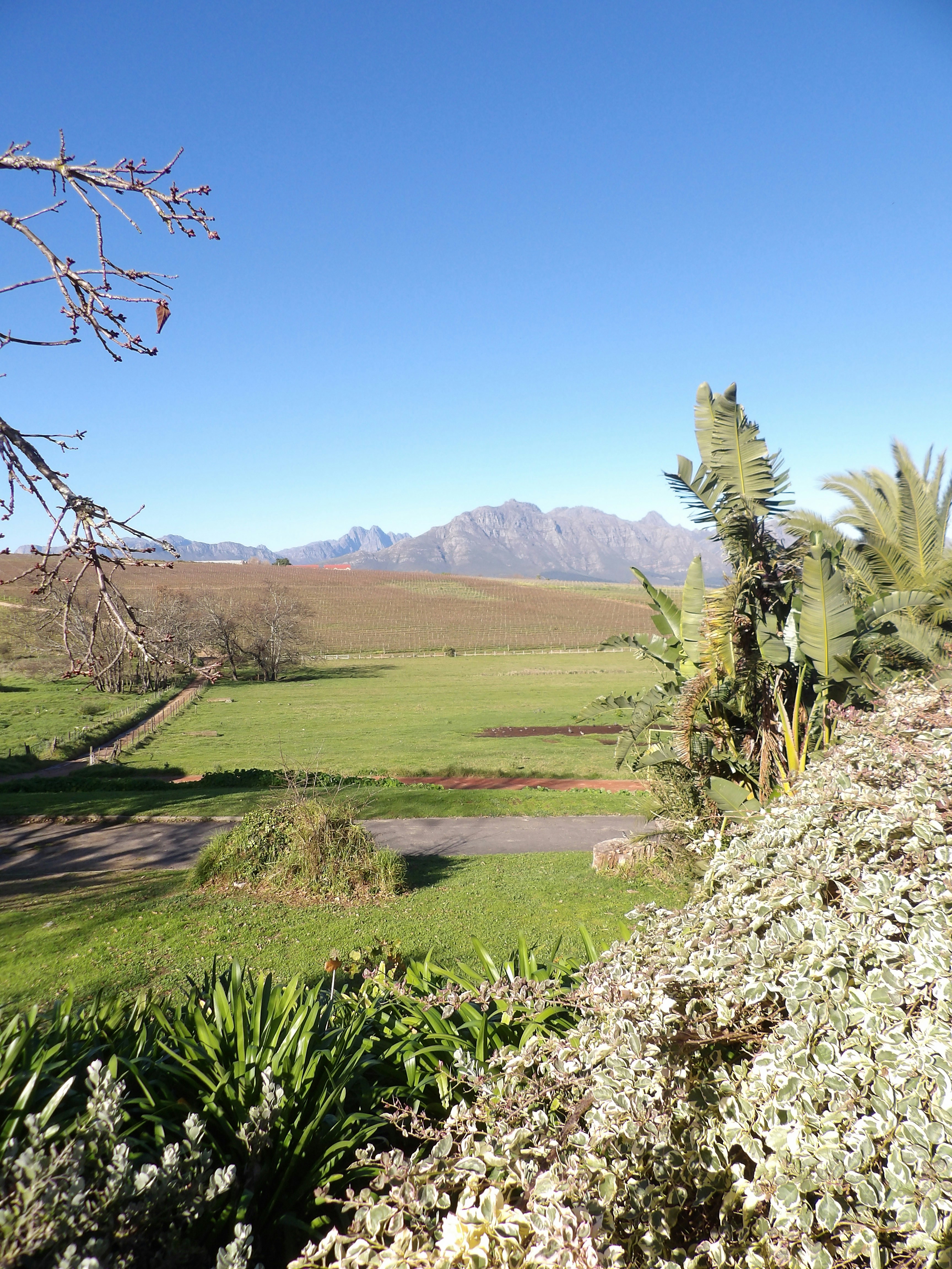 Lush greenery frames a sprawling vineyard under a clear blue sky, with majestic mountains in the background. The scene captures the tranquility of rural landscapes.