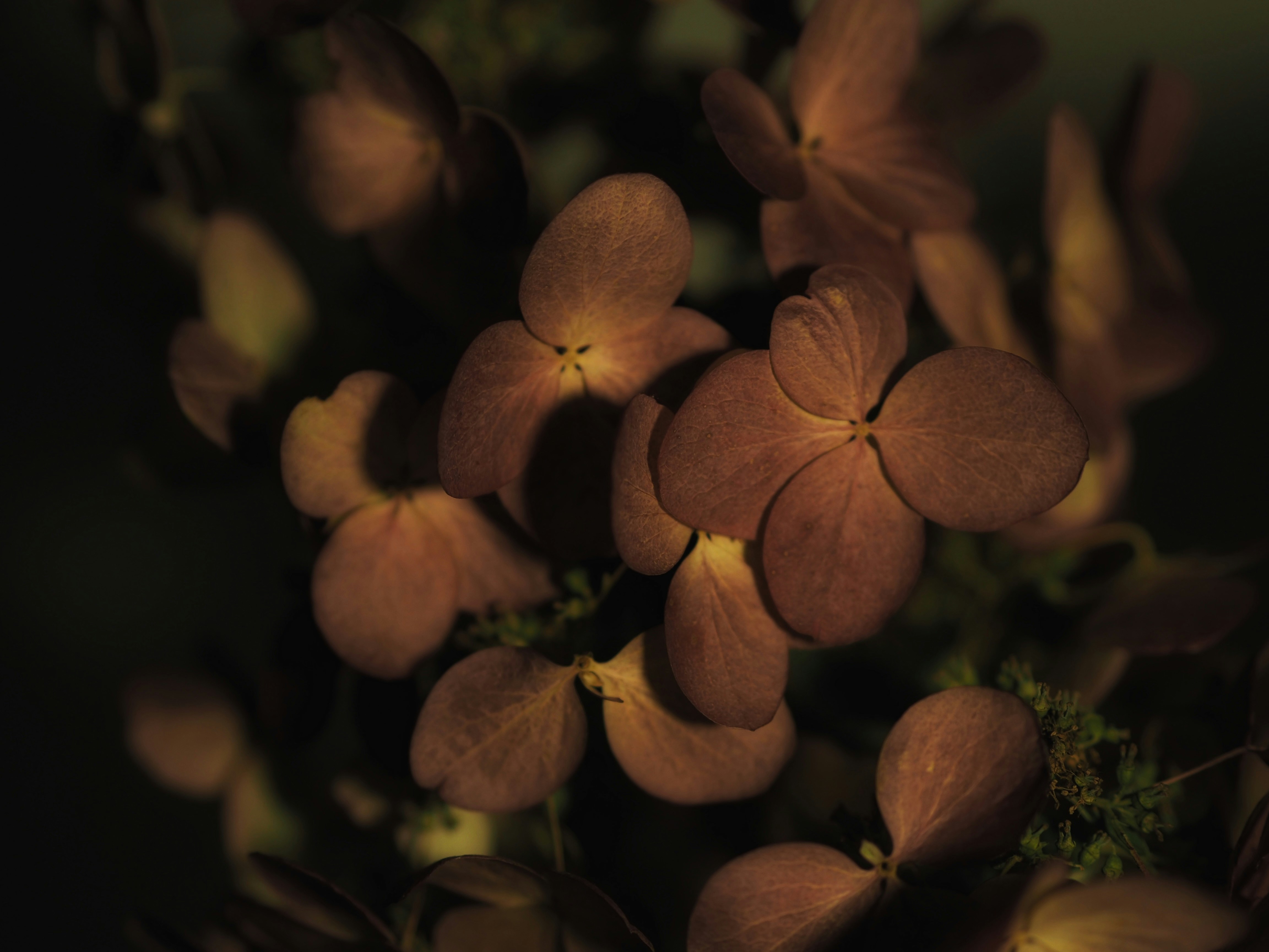 Whispers of Autumn: A Floral Embrace