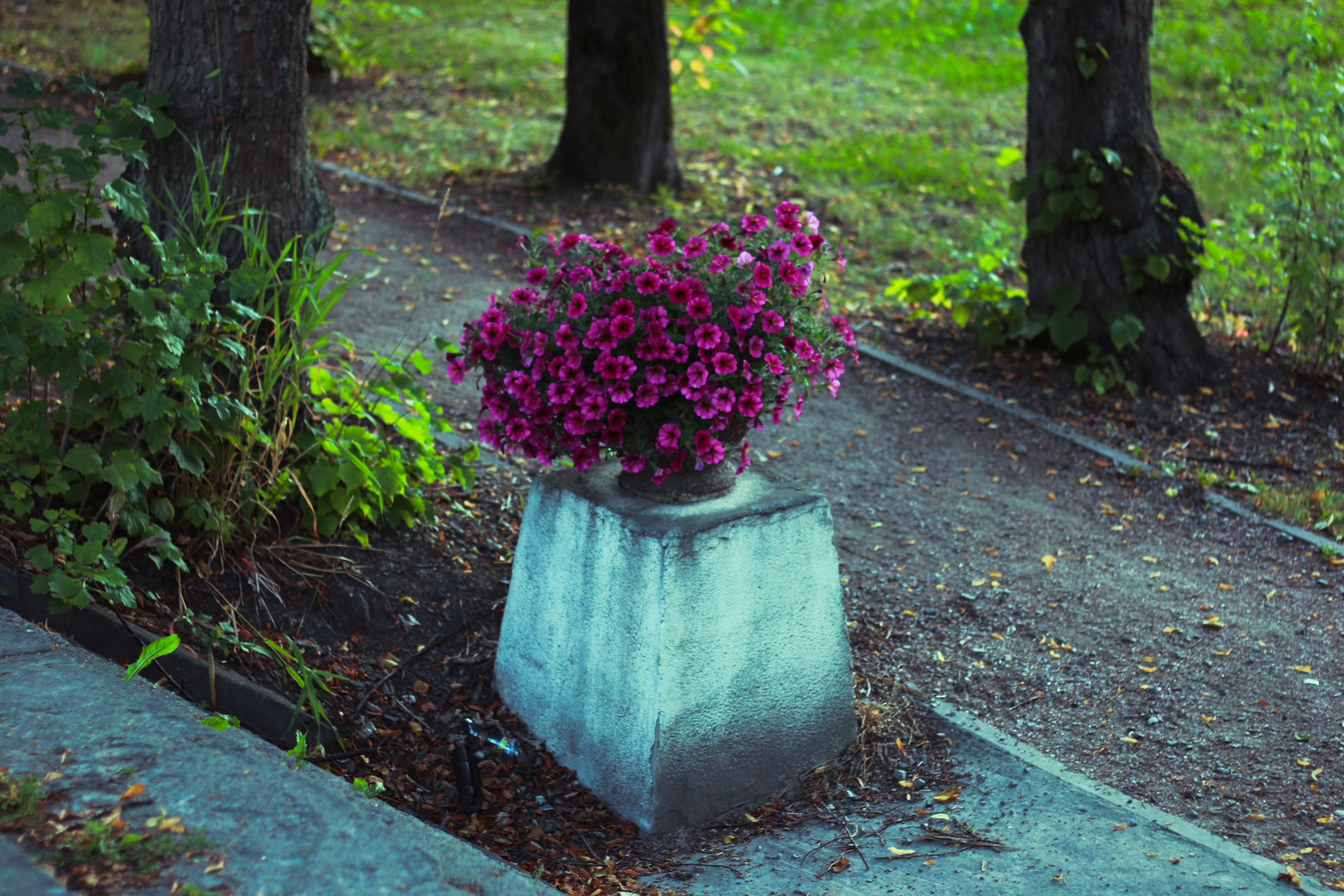 A vase of pink flowers on a concrete pedestal.