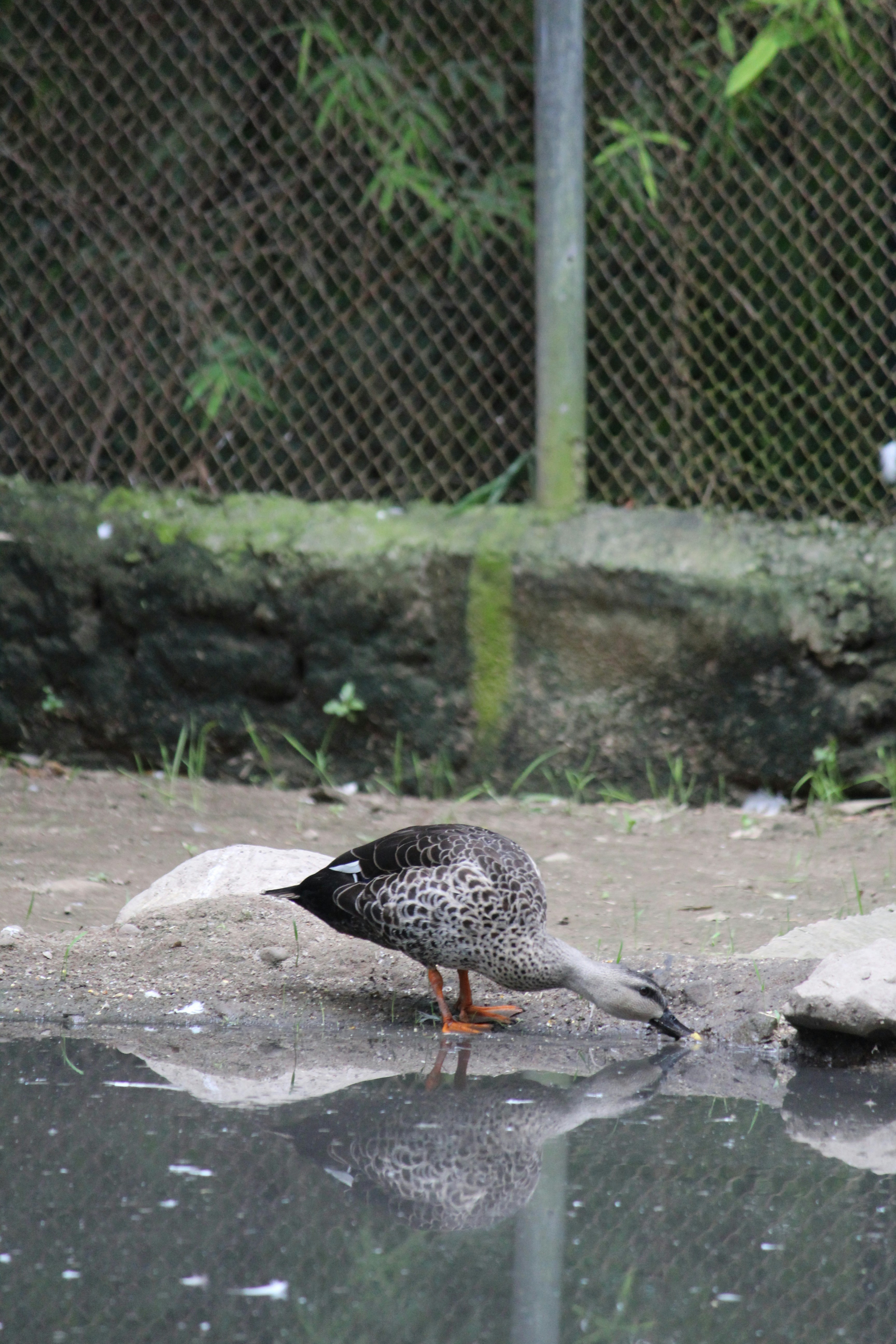 Urban Edge Quencher: A Duck Sips from a Muddy Pool by Mossy Wall and Fence