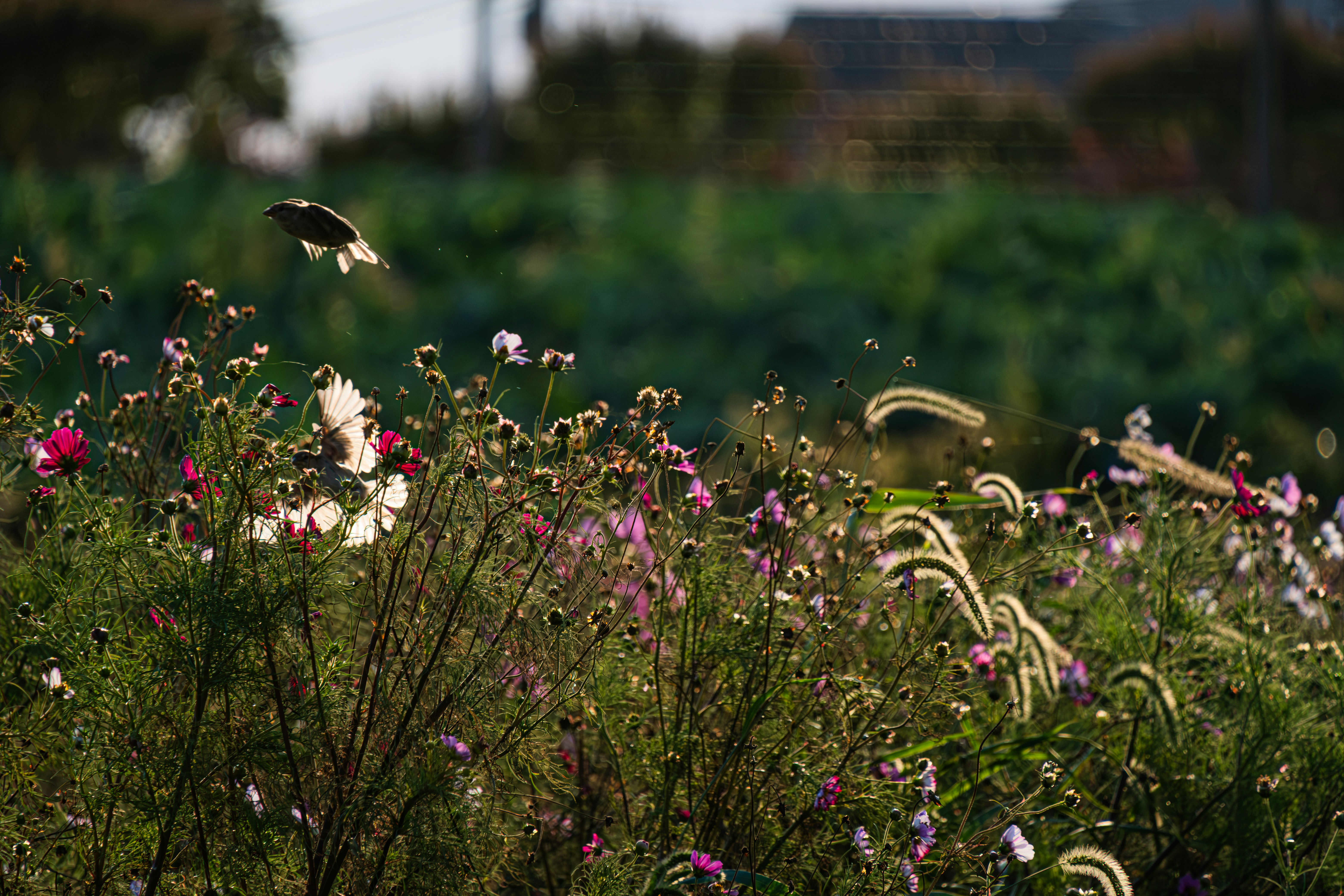 A bird flies over a field of cosmos flowers.