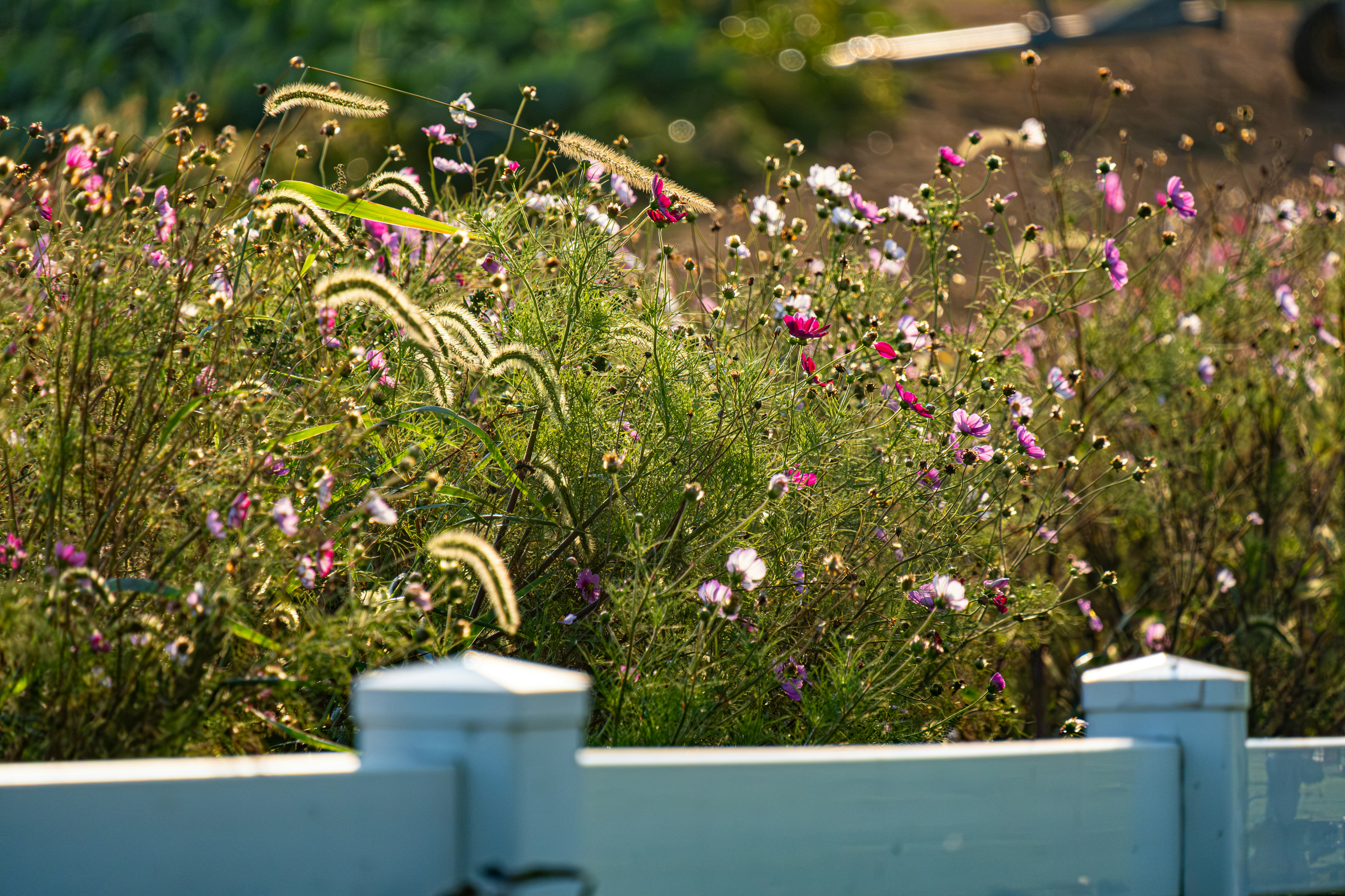 Sunlit Wildflowers Behind a Teal Fence