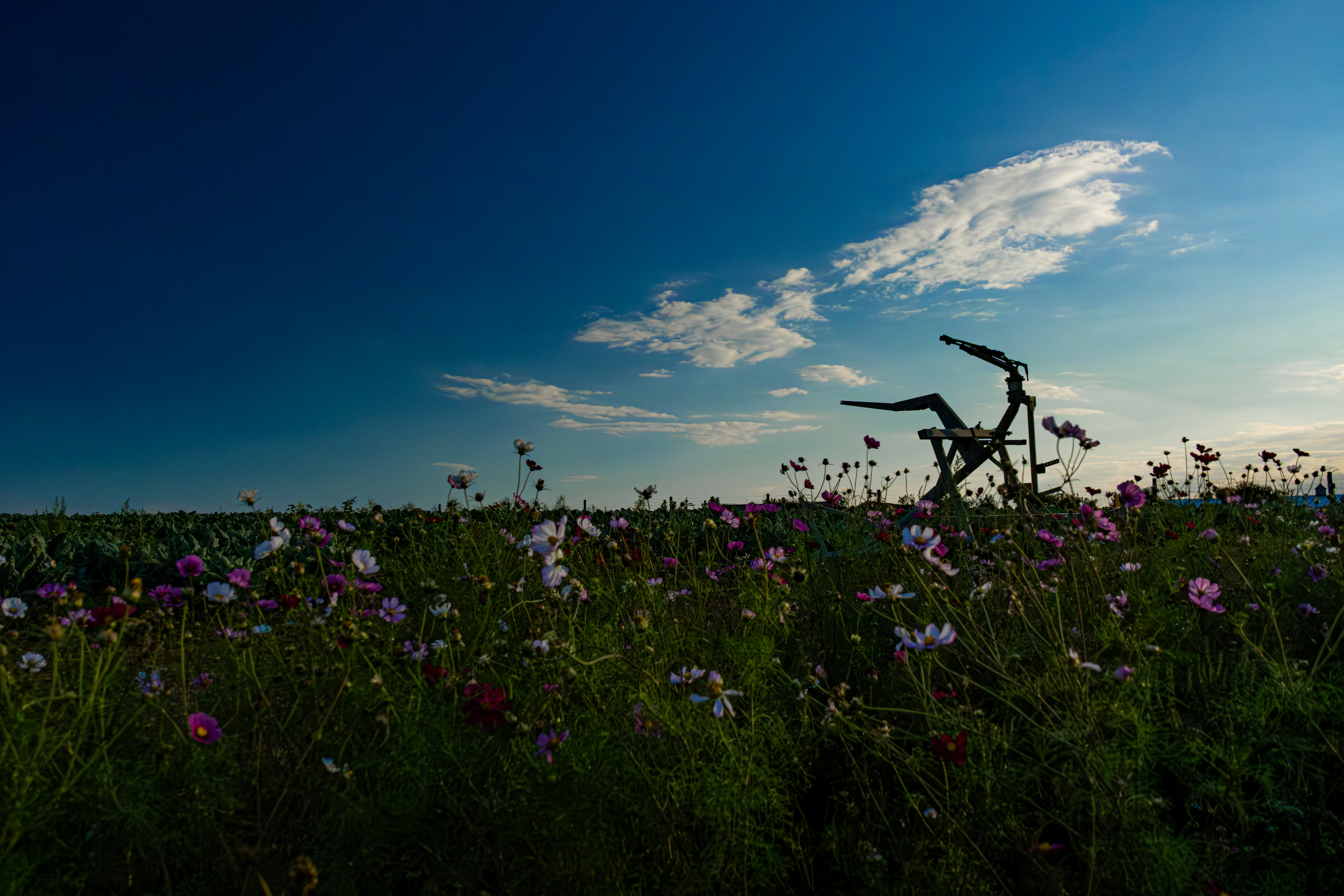 Field of flowers under a vast blue sky.