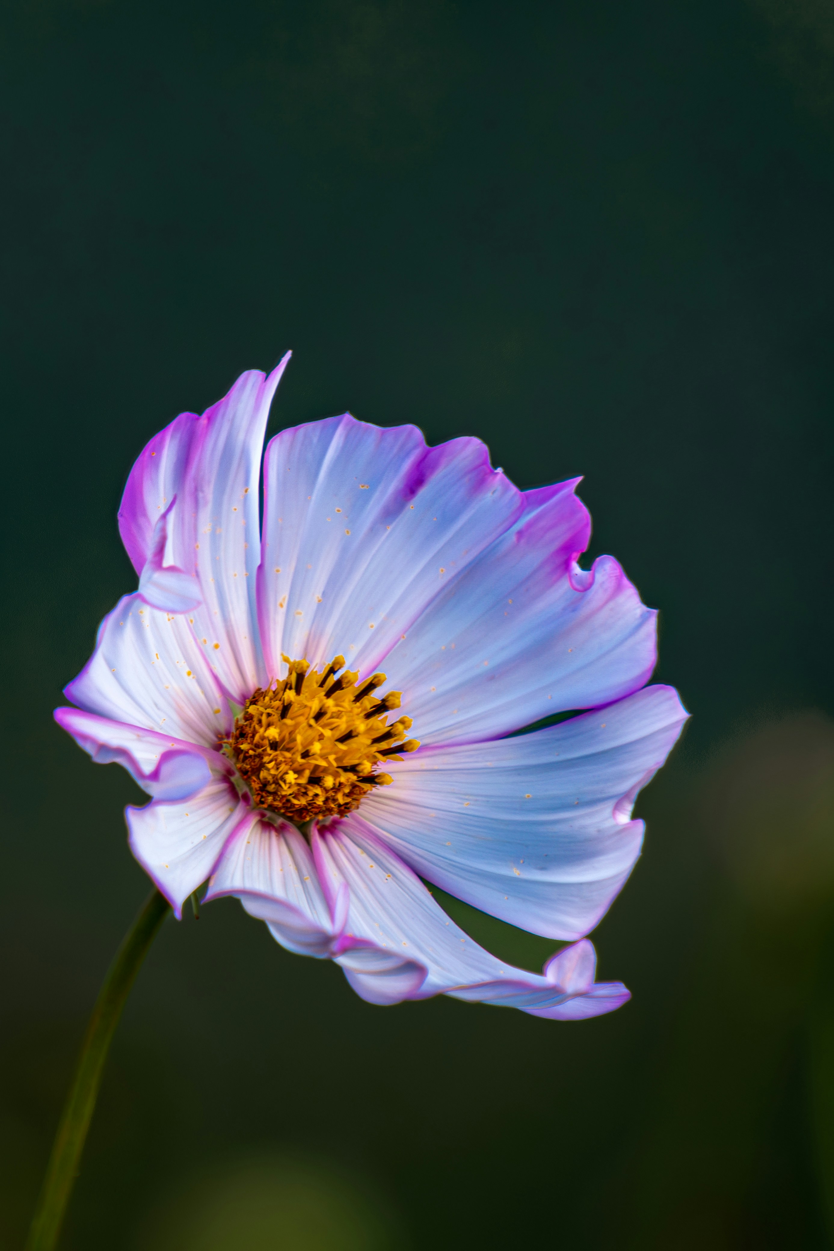 Delicate flower with pastel pink and white petals, showcasing intricate details of its center against a blurred backdrop.