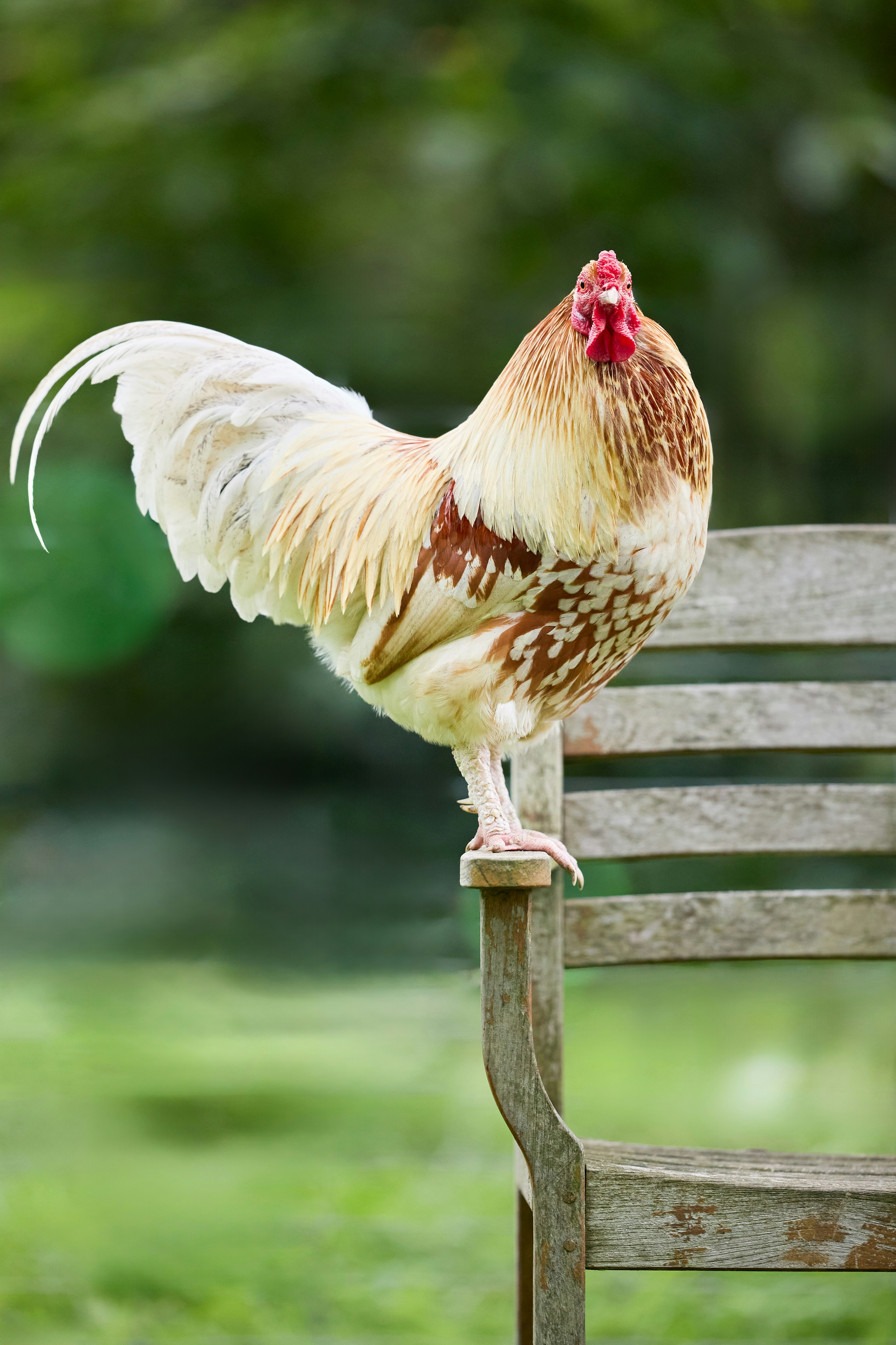 A proud rooster with white and brown feathers stands on a weathered wooden bench in a lush garden, looking at the camera with a regal posture. | A rooster stands proudly on a wooden bench.