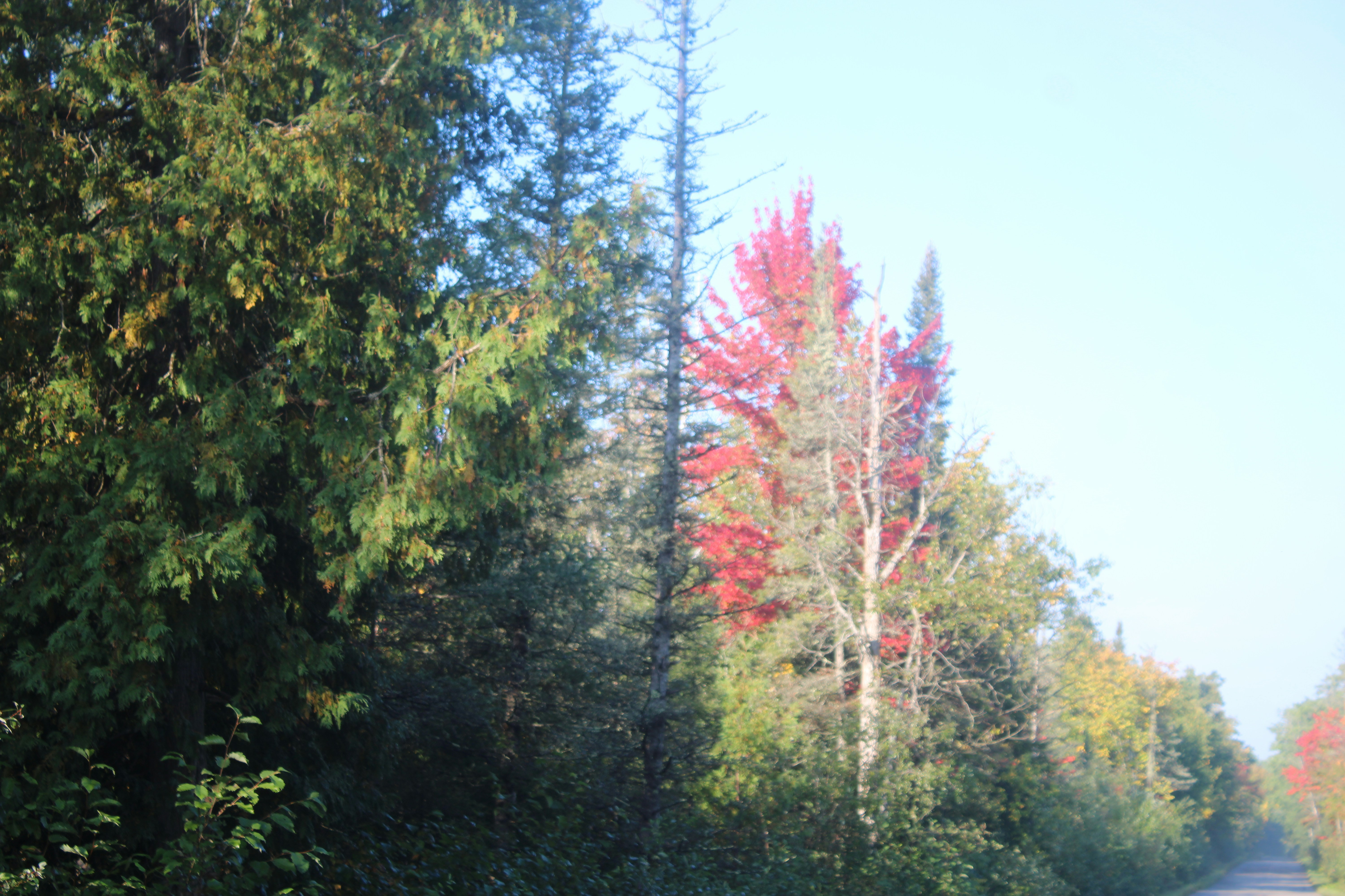 Crimson Sentinel Along the Quiet Autumn Road