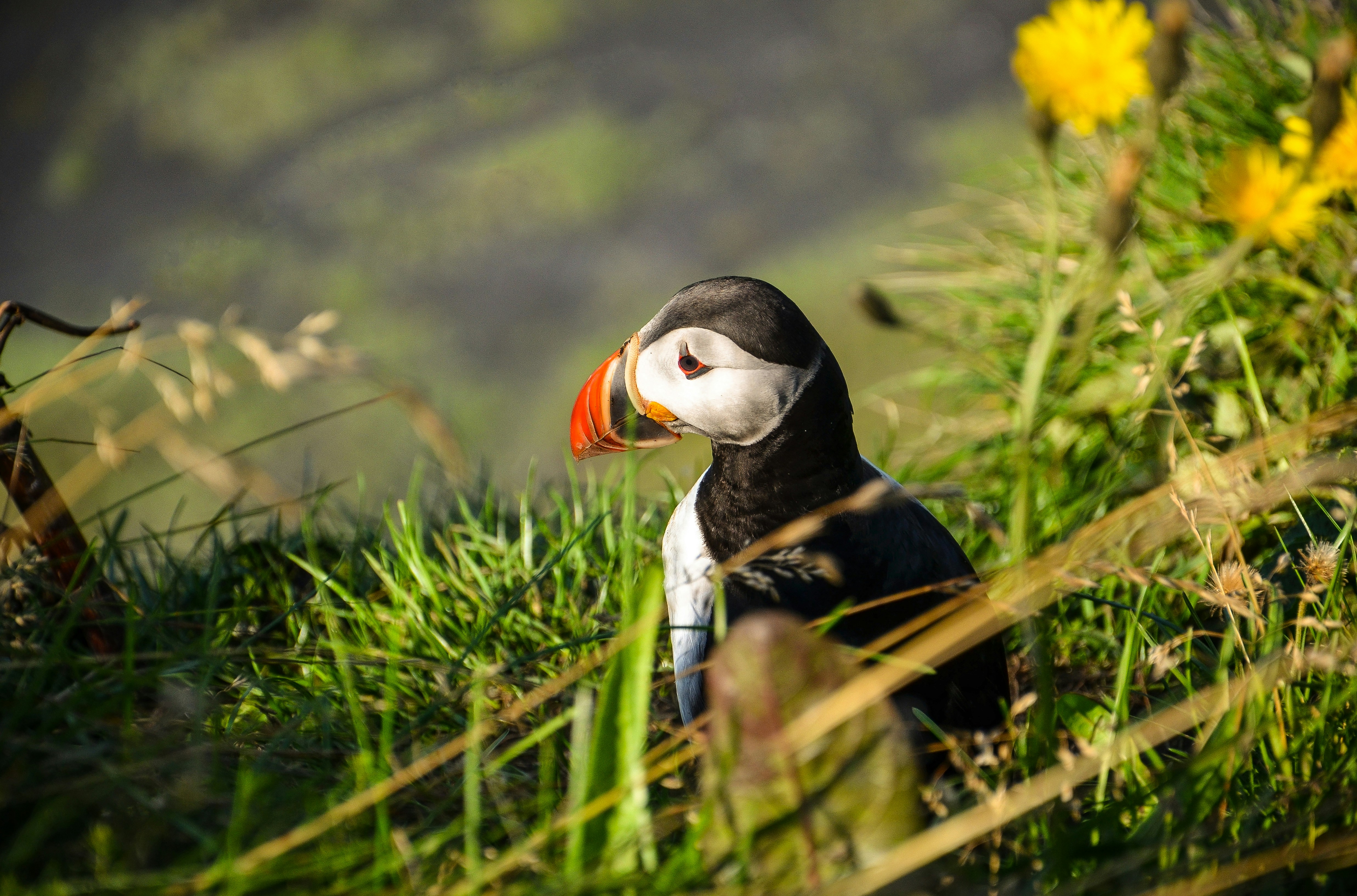 The Colorful Guardian of the Cliffs