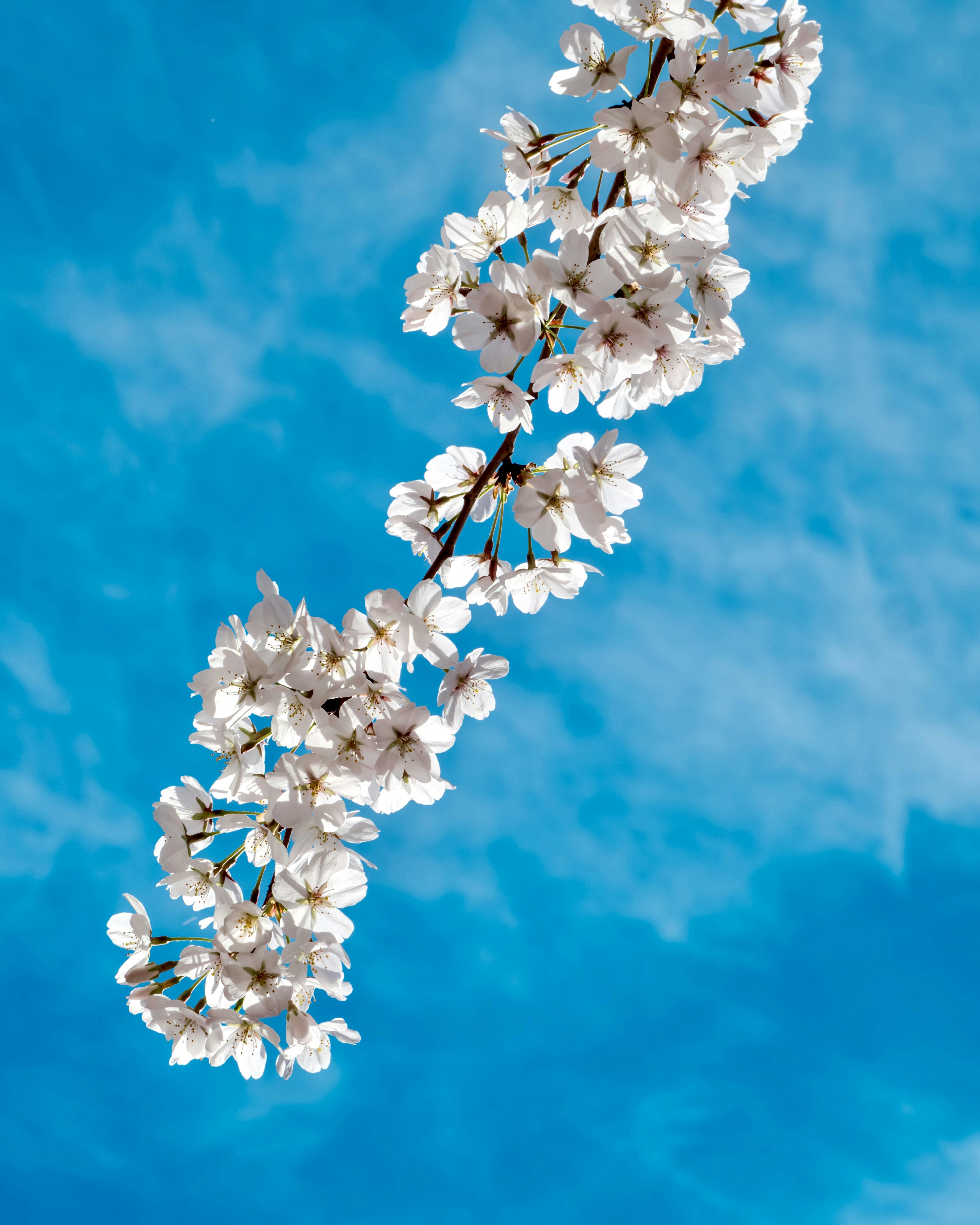 Whispers of Spring: A Floral Cascade