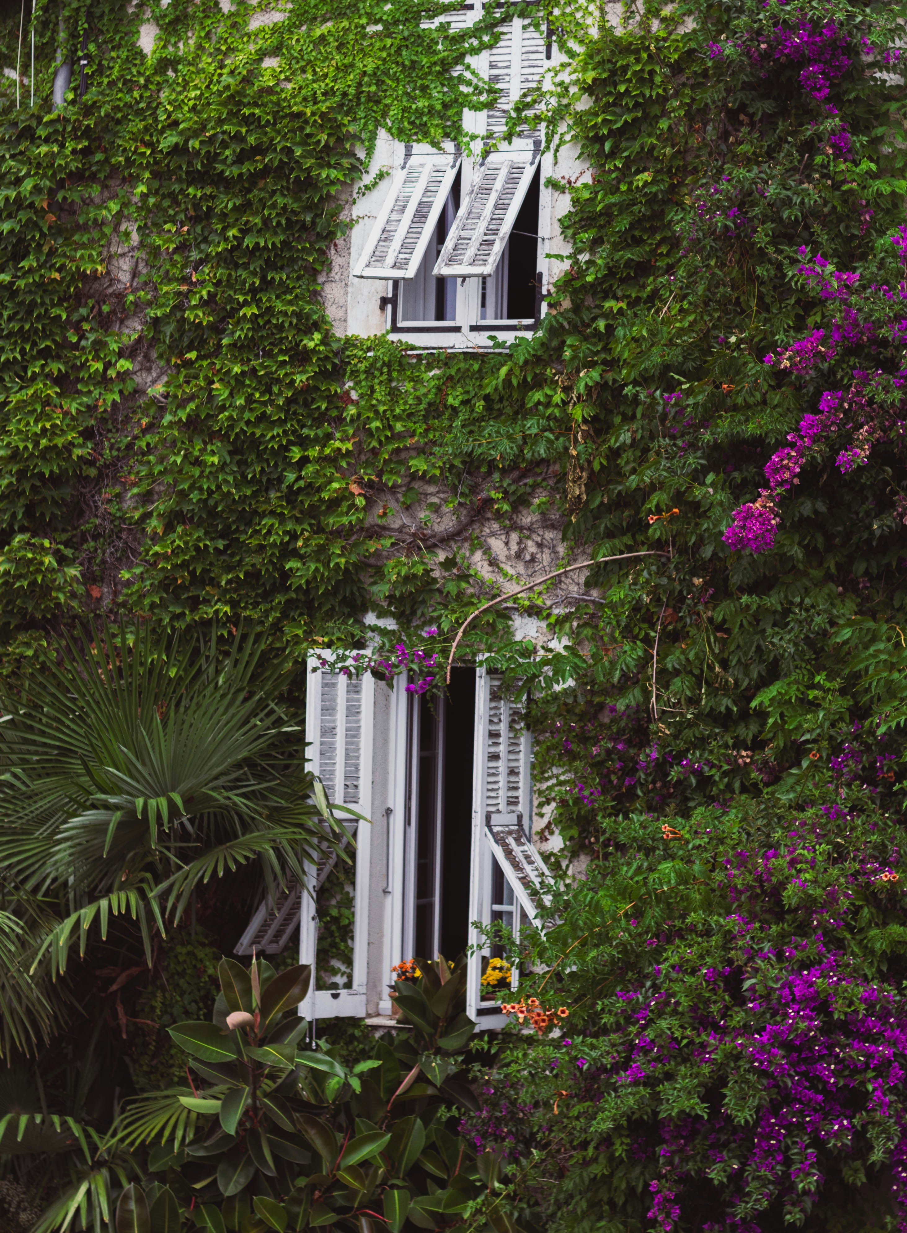 Whispers of Nature: A Verdant Embrace