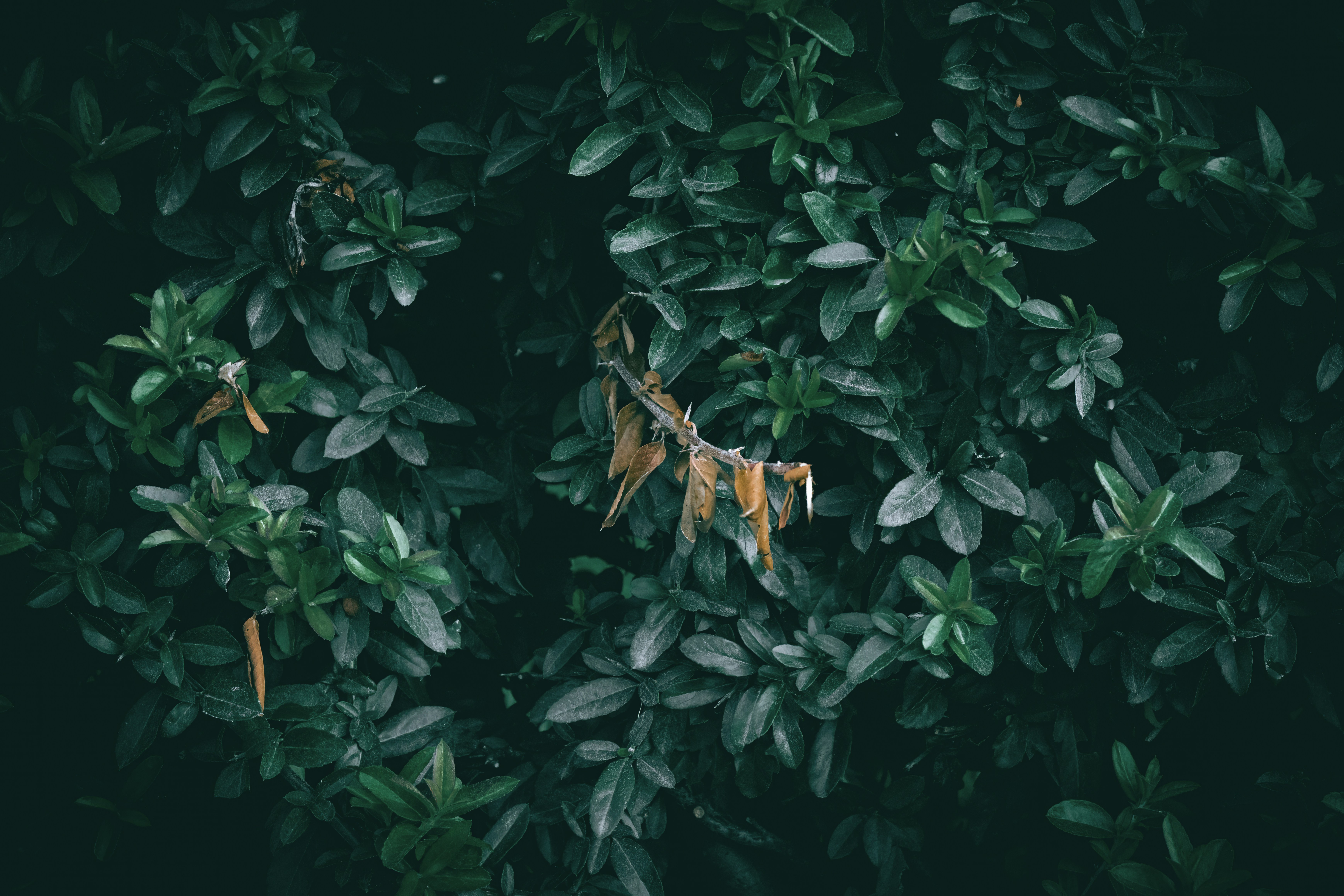 A close up of Firethorn leaves texture | Dark green leaves with a single dried brown leaf.