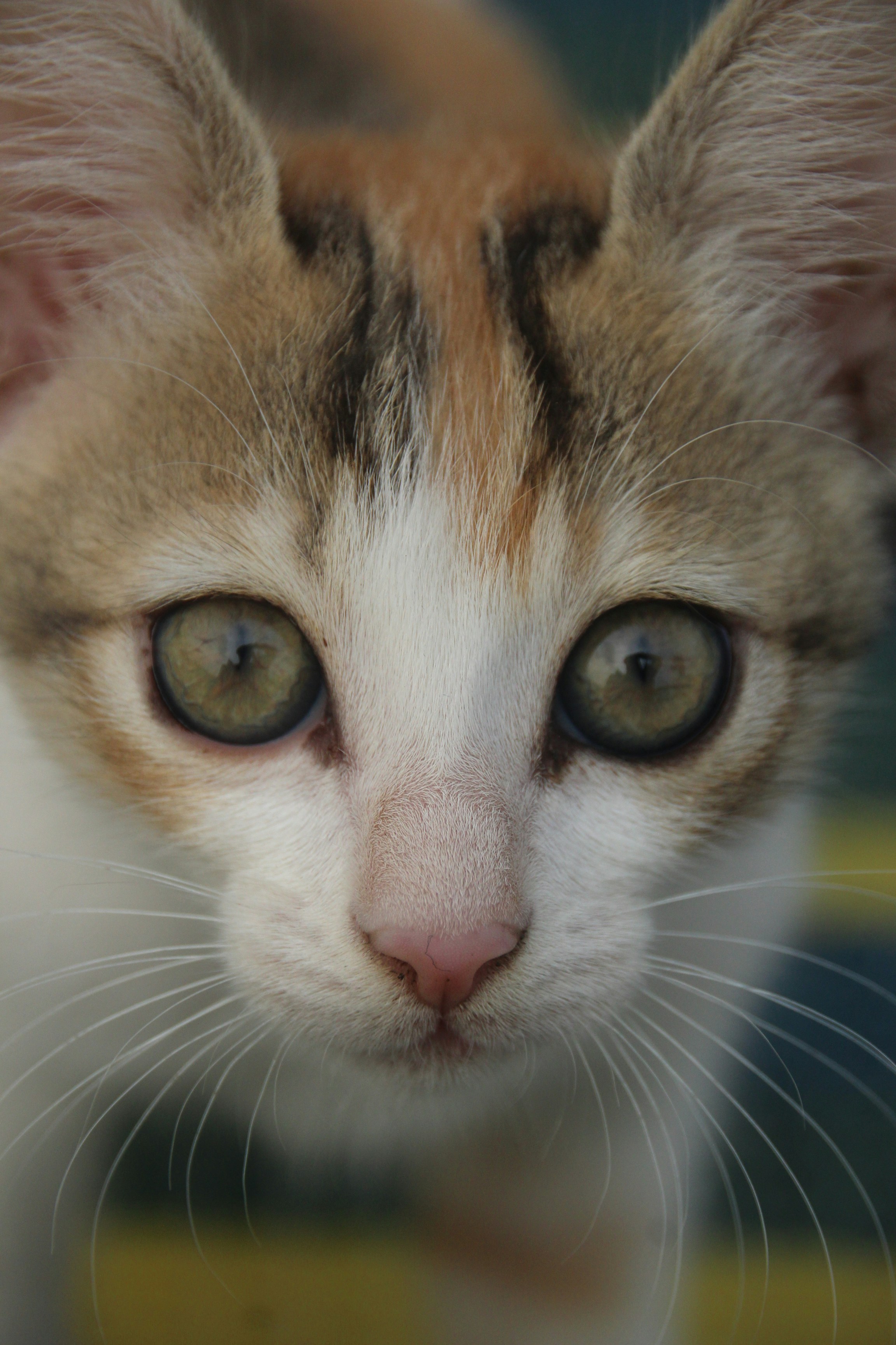 Close-up of a curious cat with striking green eyes and a mix of calico fur patterns, showcasing its inquisitive nature.