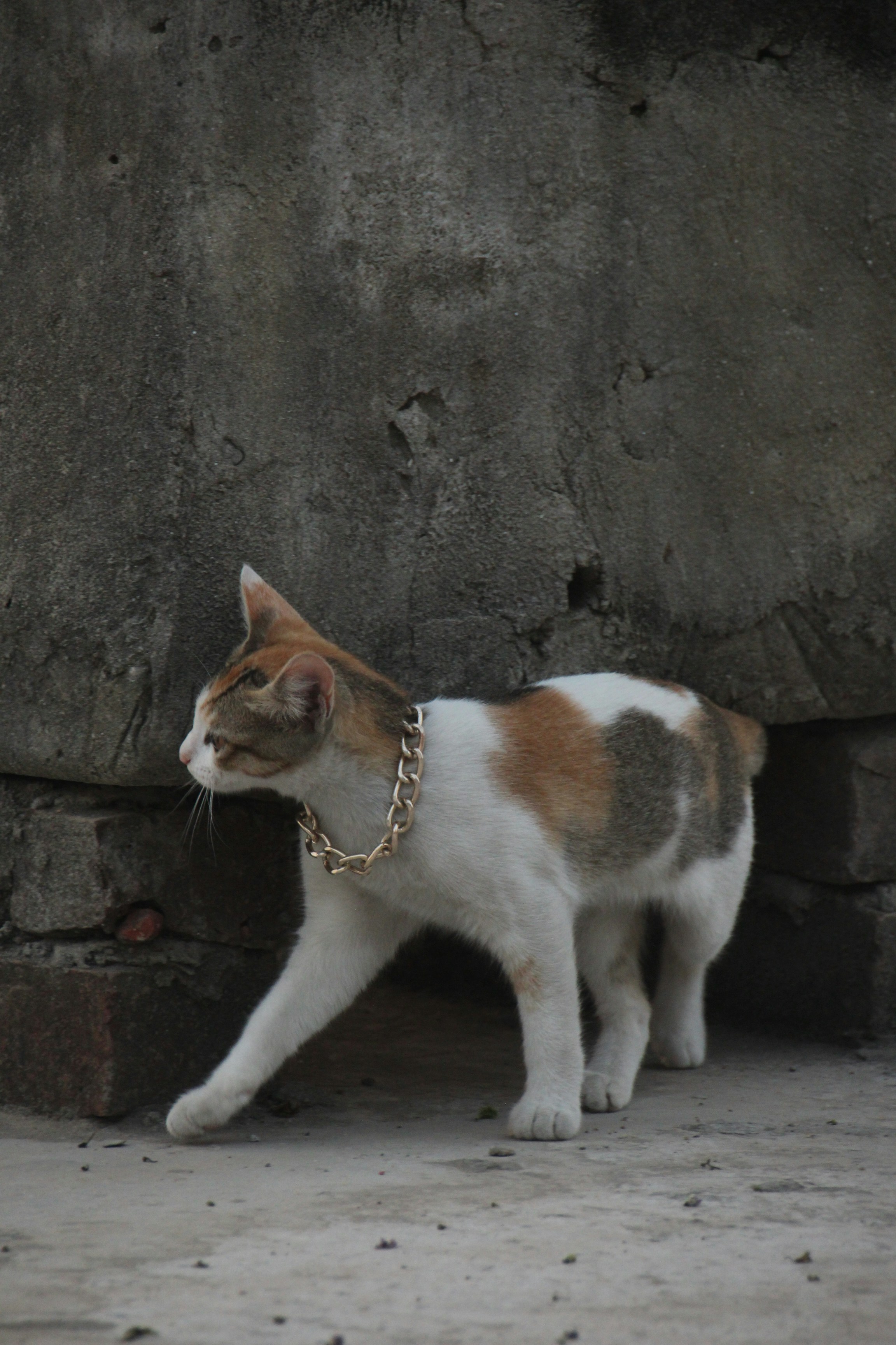 The Urban Explorer: Feline Fashion on the Streets