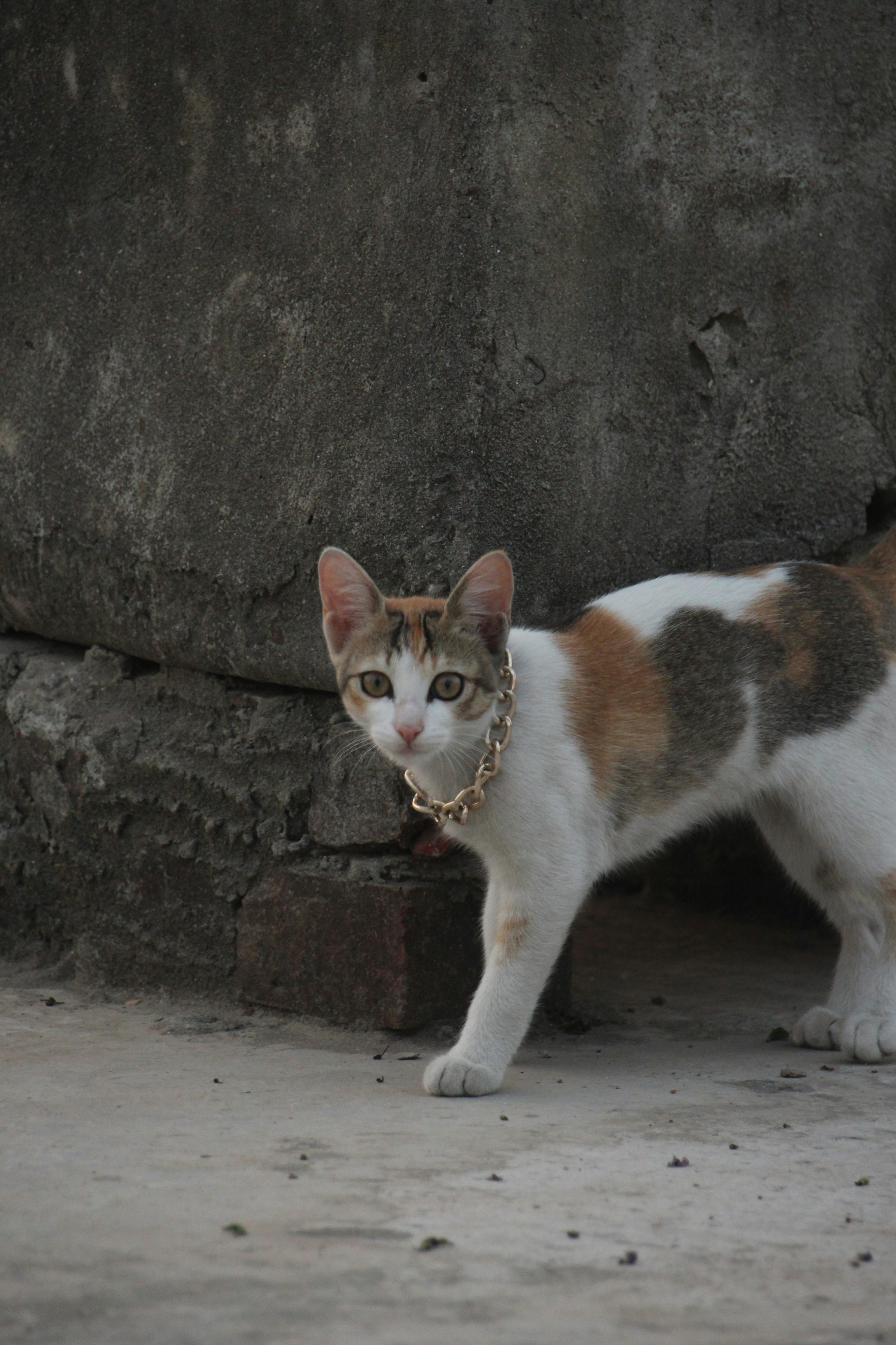 Whiskered Wanderer: A Feline Encounter