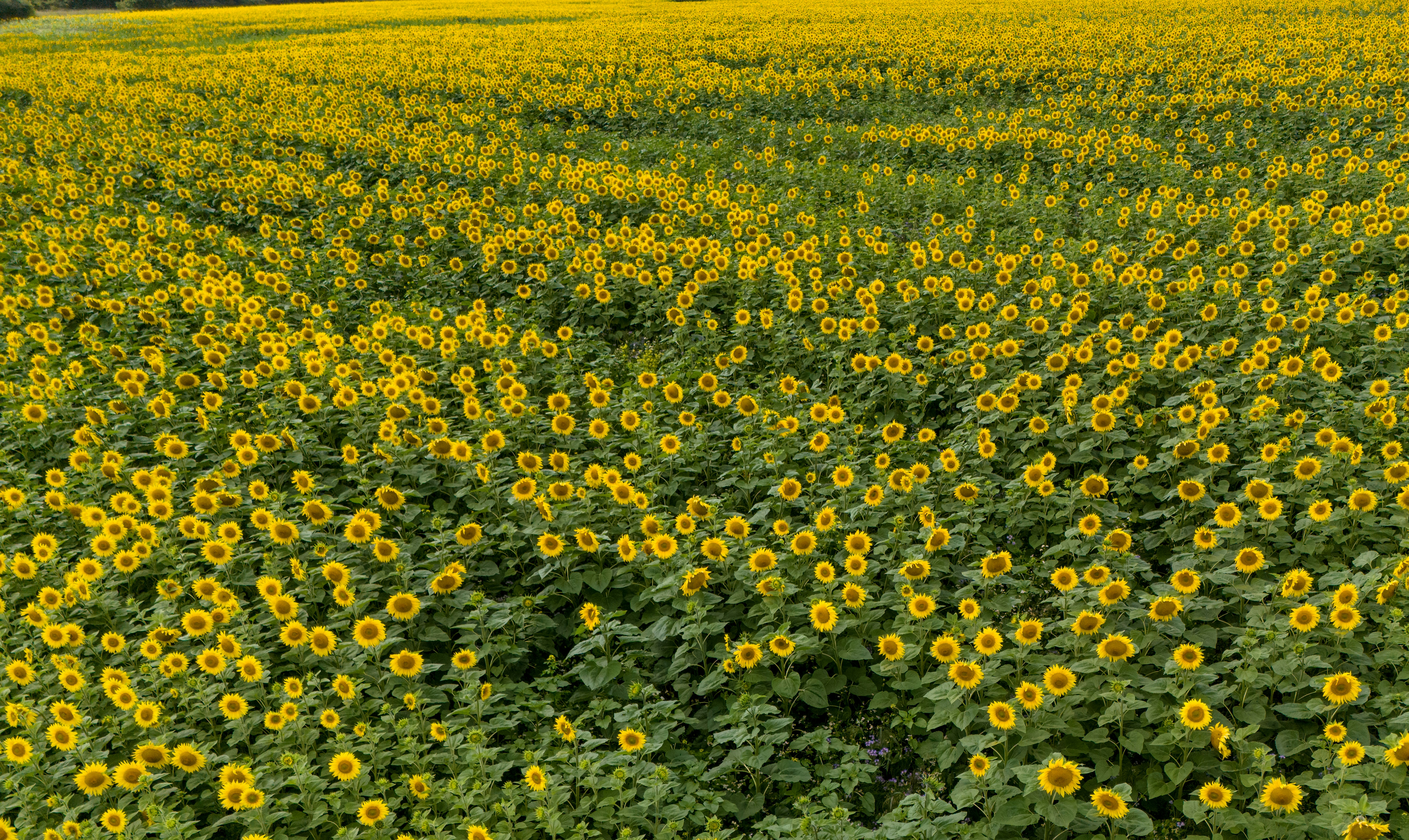 Endless Sea of Golden Heads