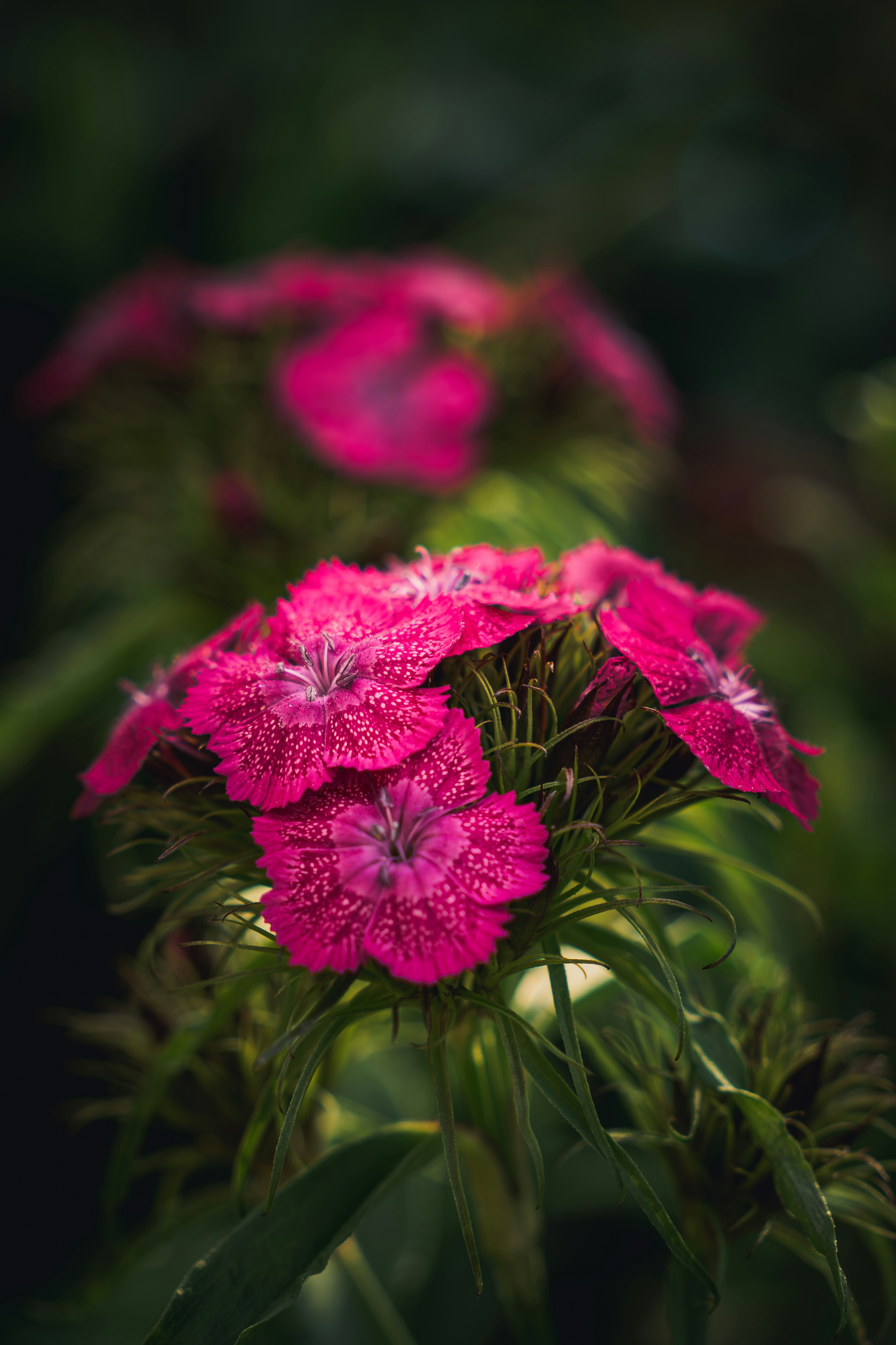 A Symphony of Pink Petals