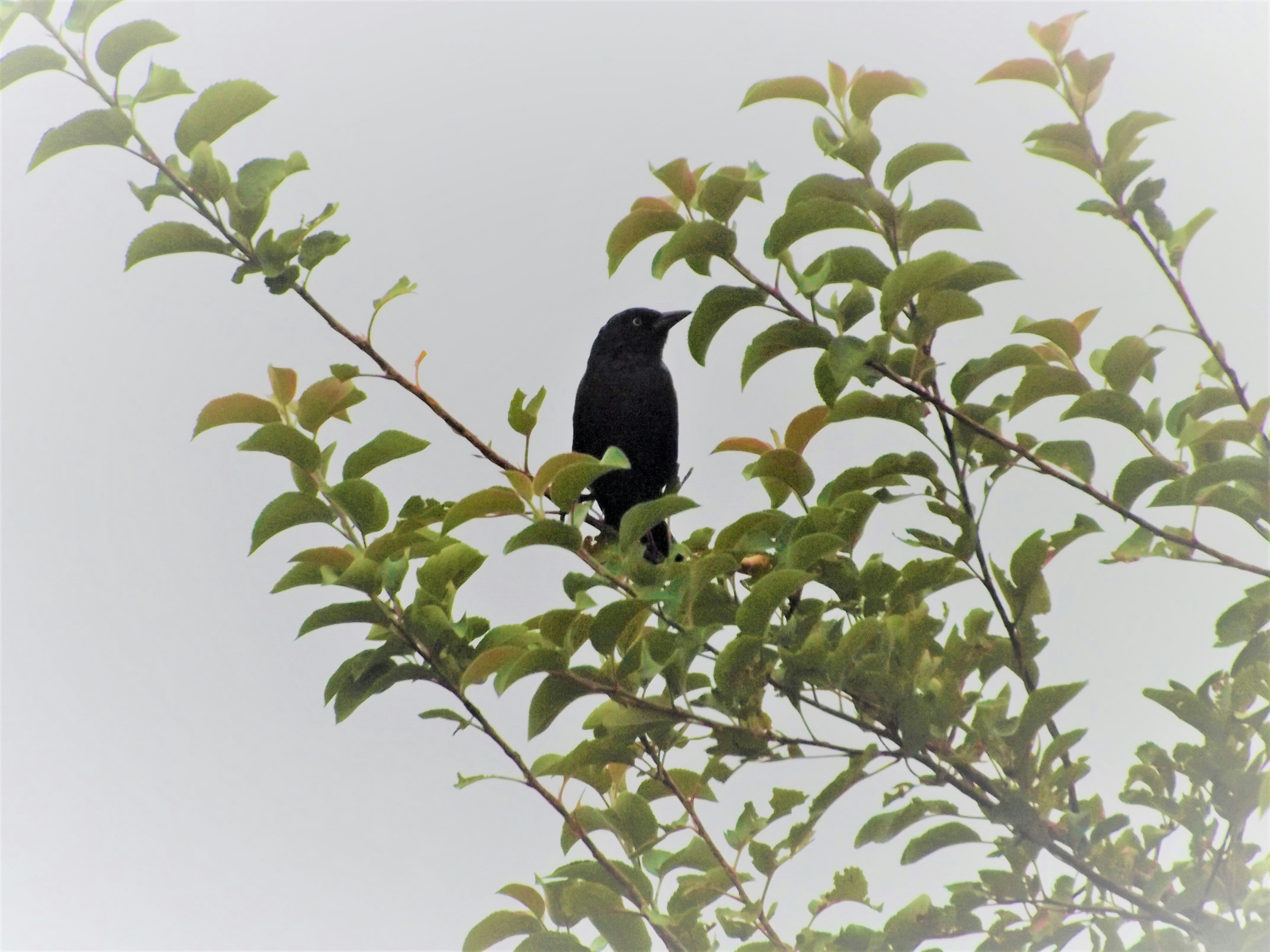 A black bird perched among green leaves.