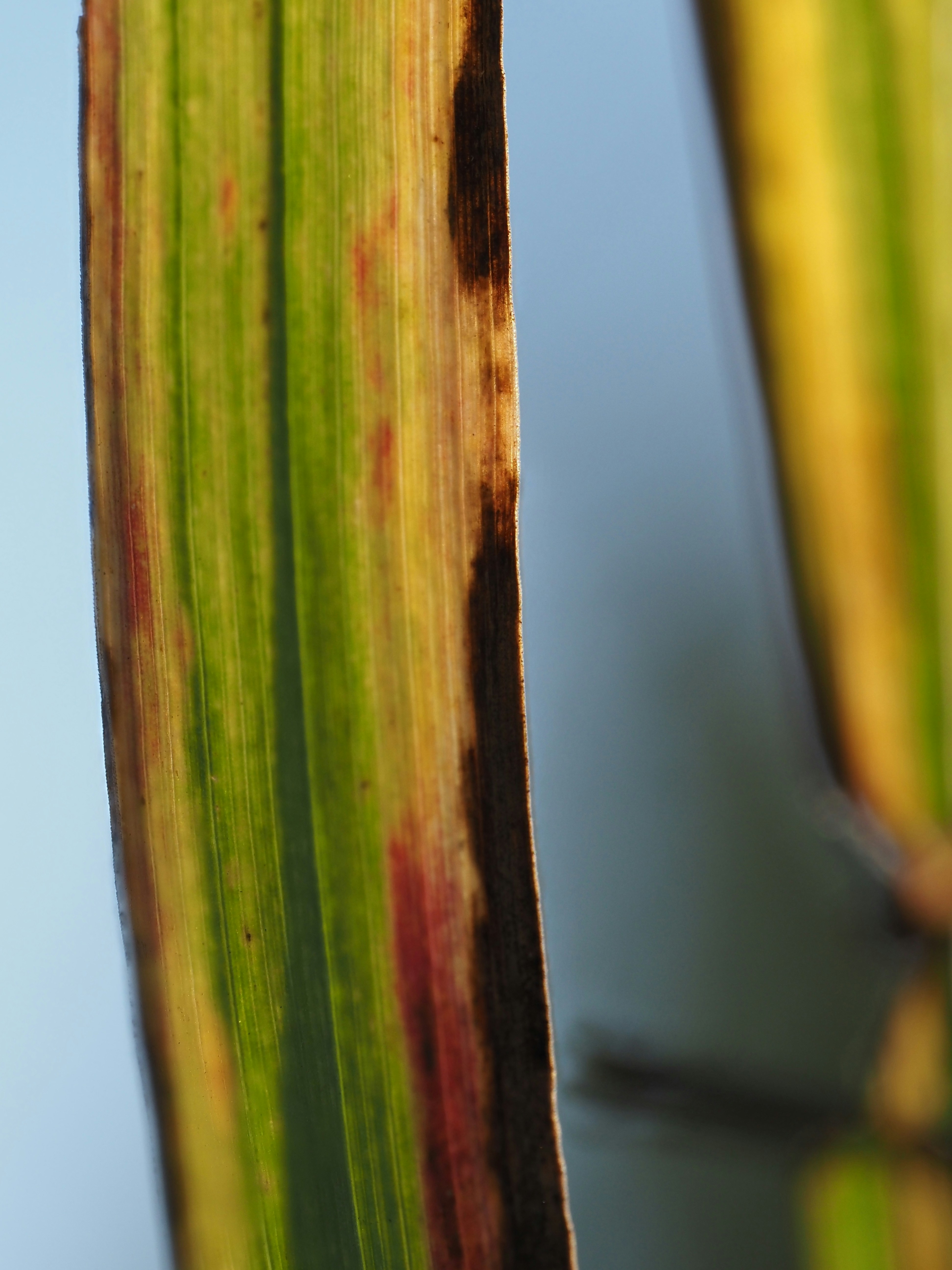Nature's Brushstrokes: The Artistry of Leaf Decay