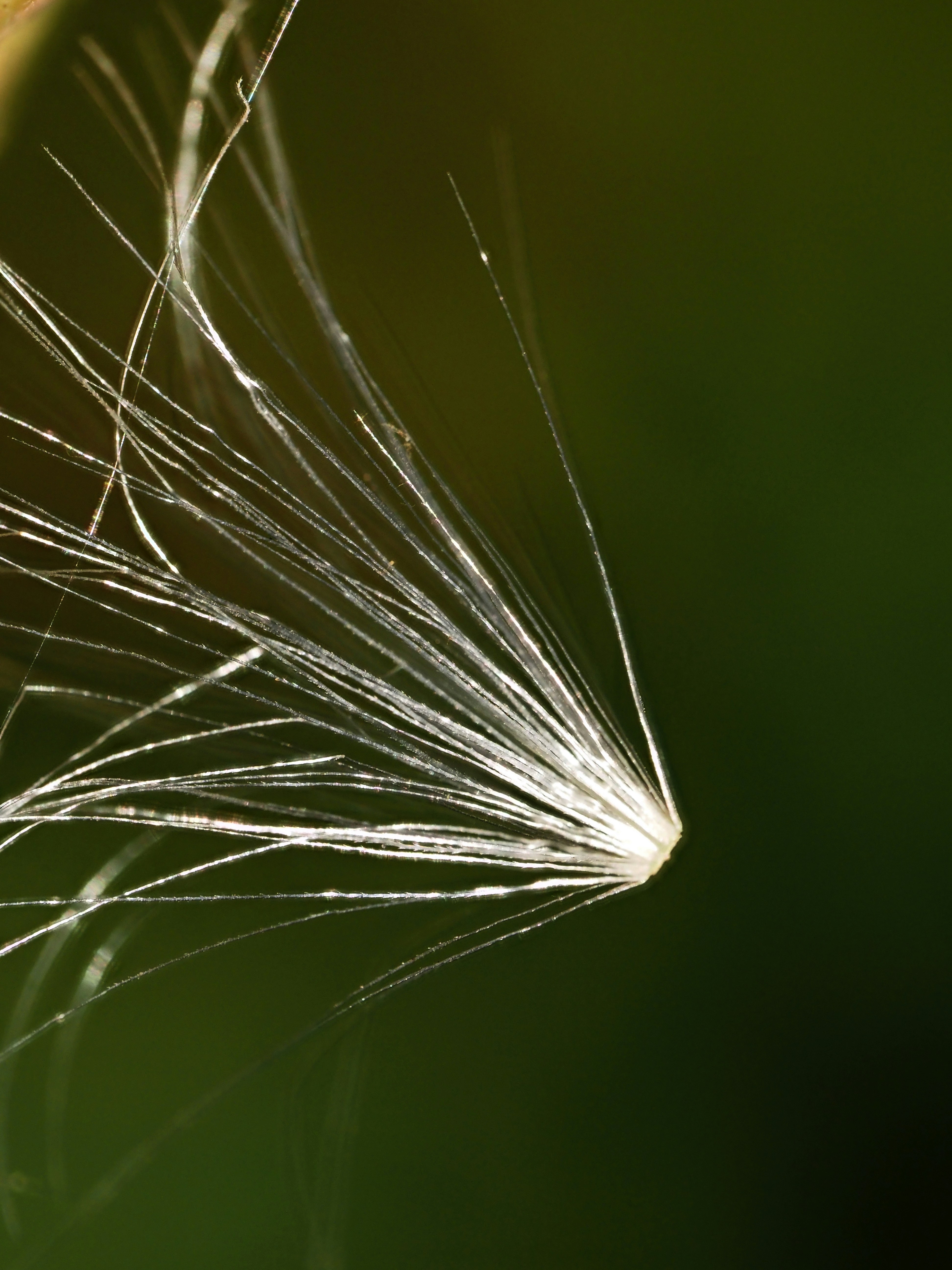 Whispers of Nature: The Dance of a Dandelion Seed