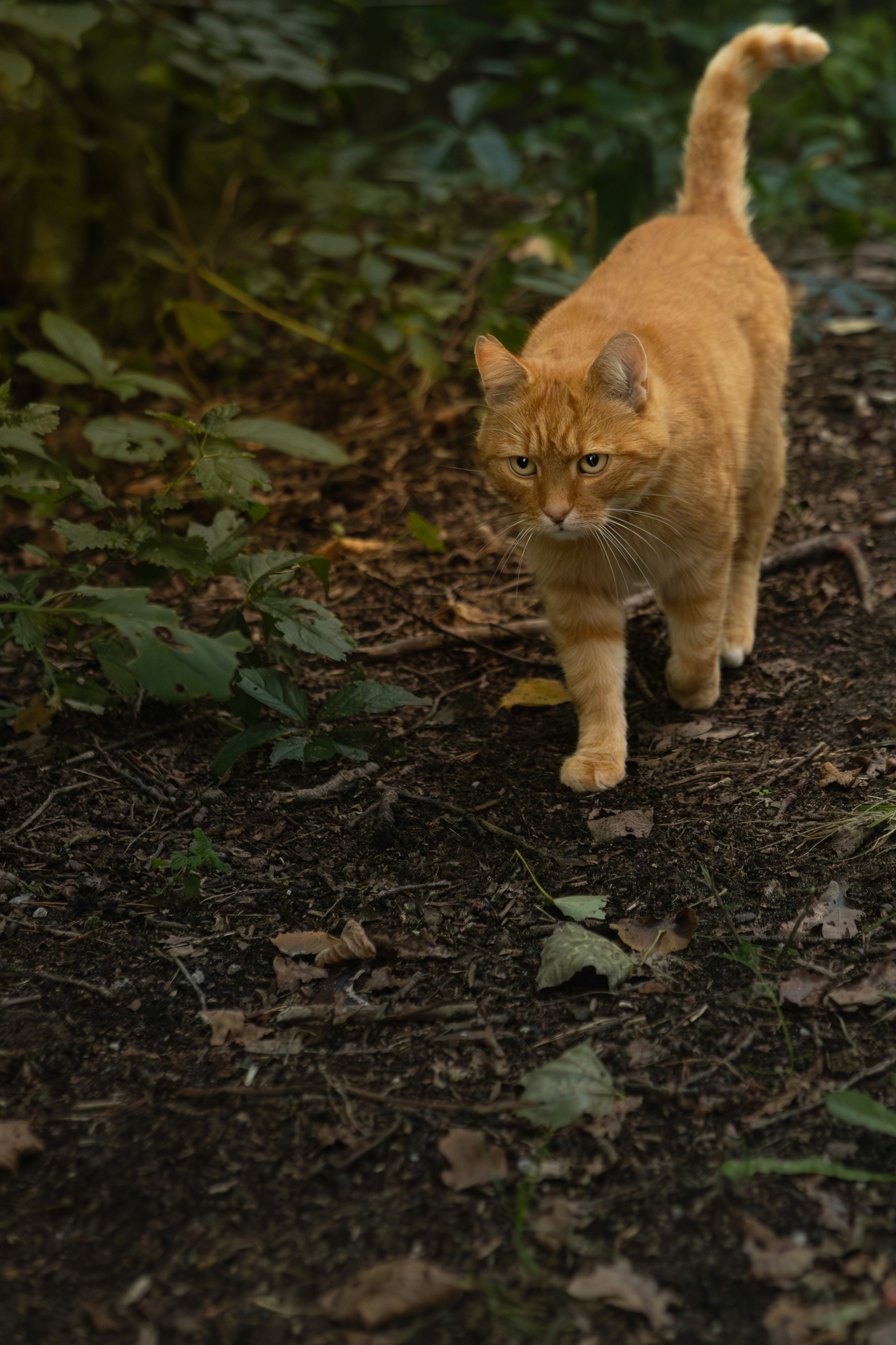 The Ginger Explorer: A Feline's Woodland Journey