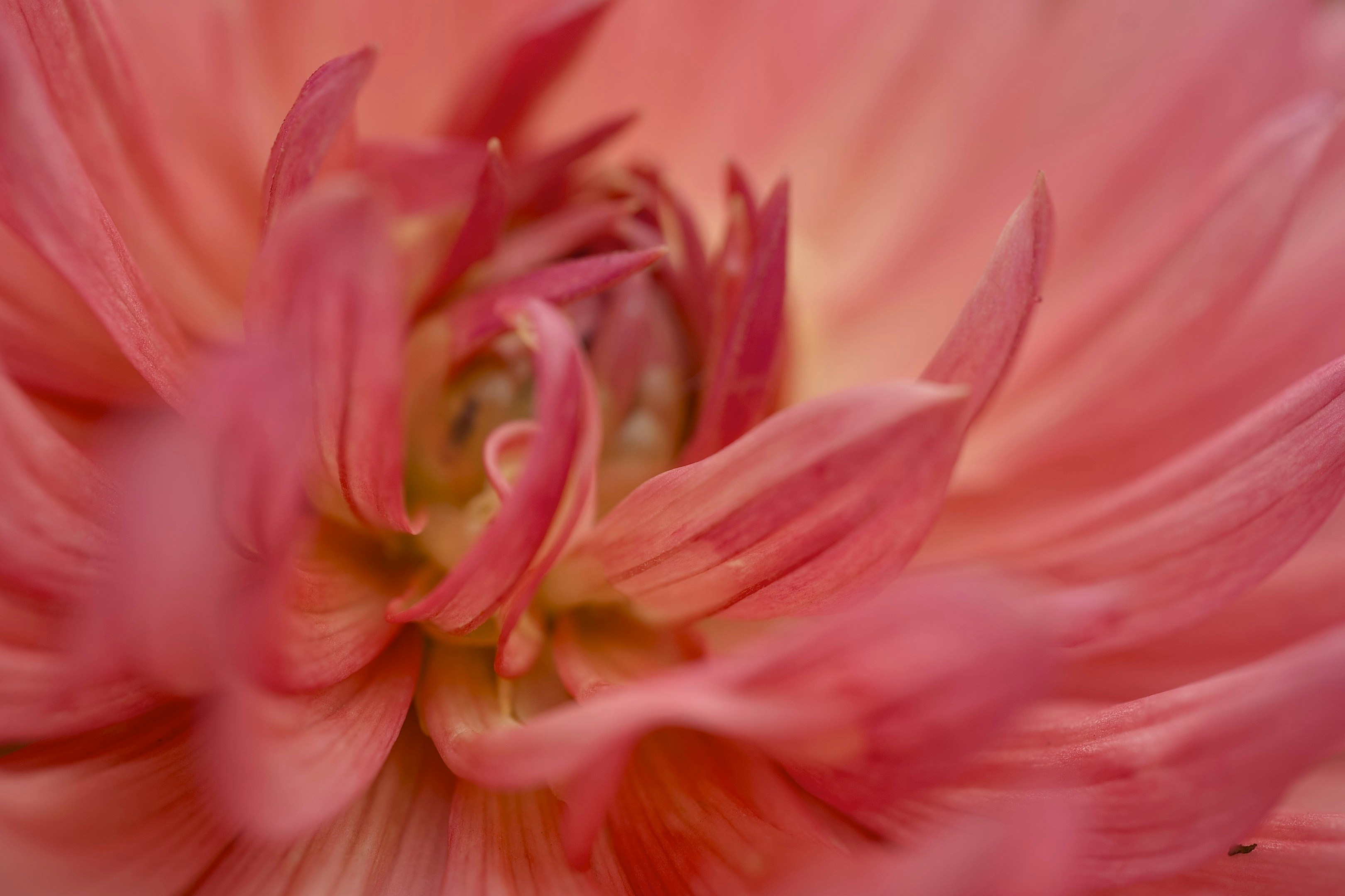 Whispers of a Blooming Heart