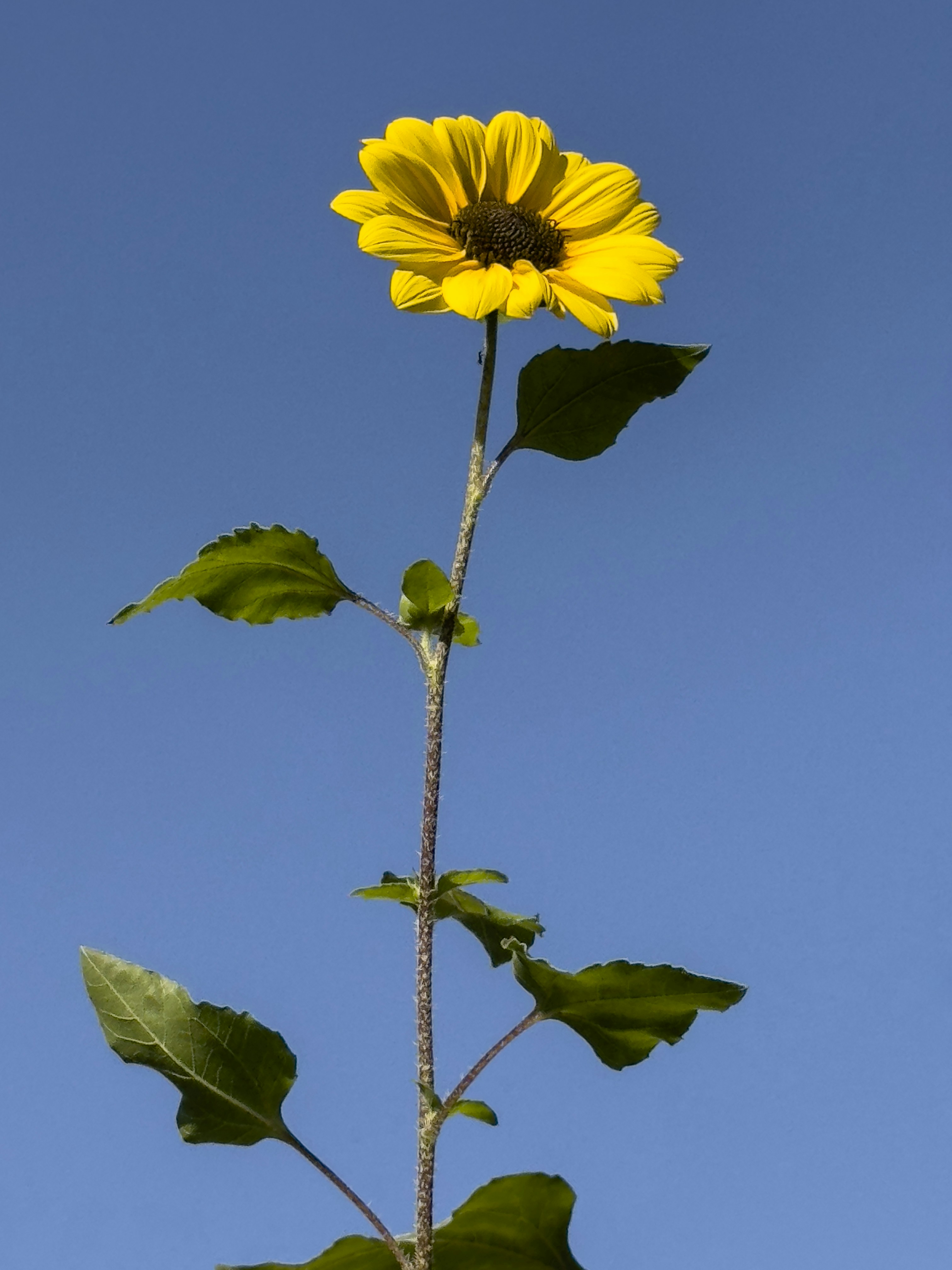 Golden Bloom Against a Clear Sky
