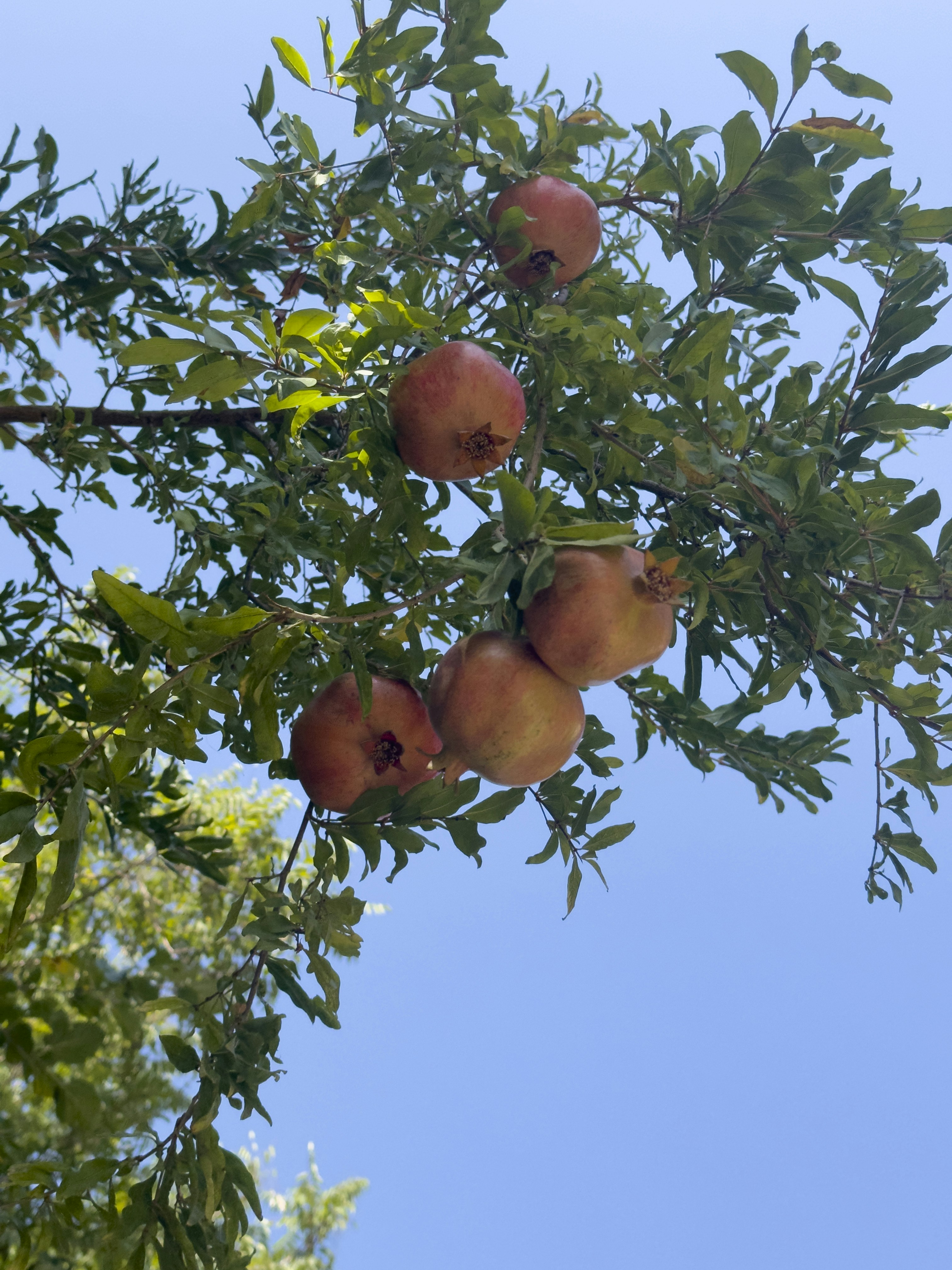 Harvesting Nature's Jewels: Pomegranates in the Sun