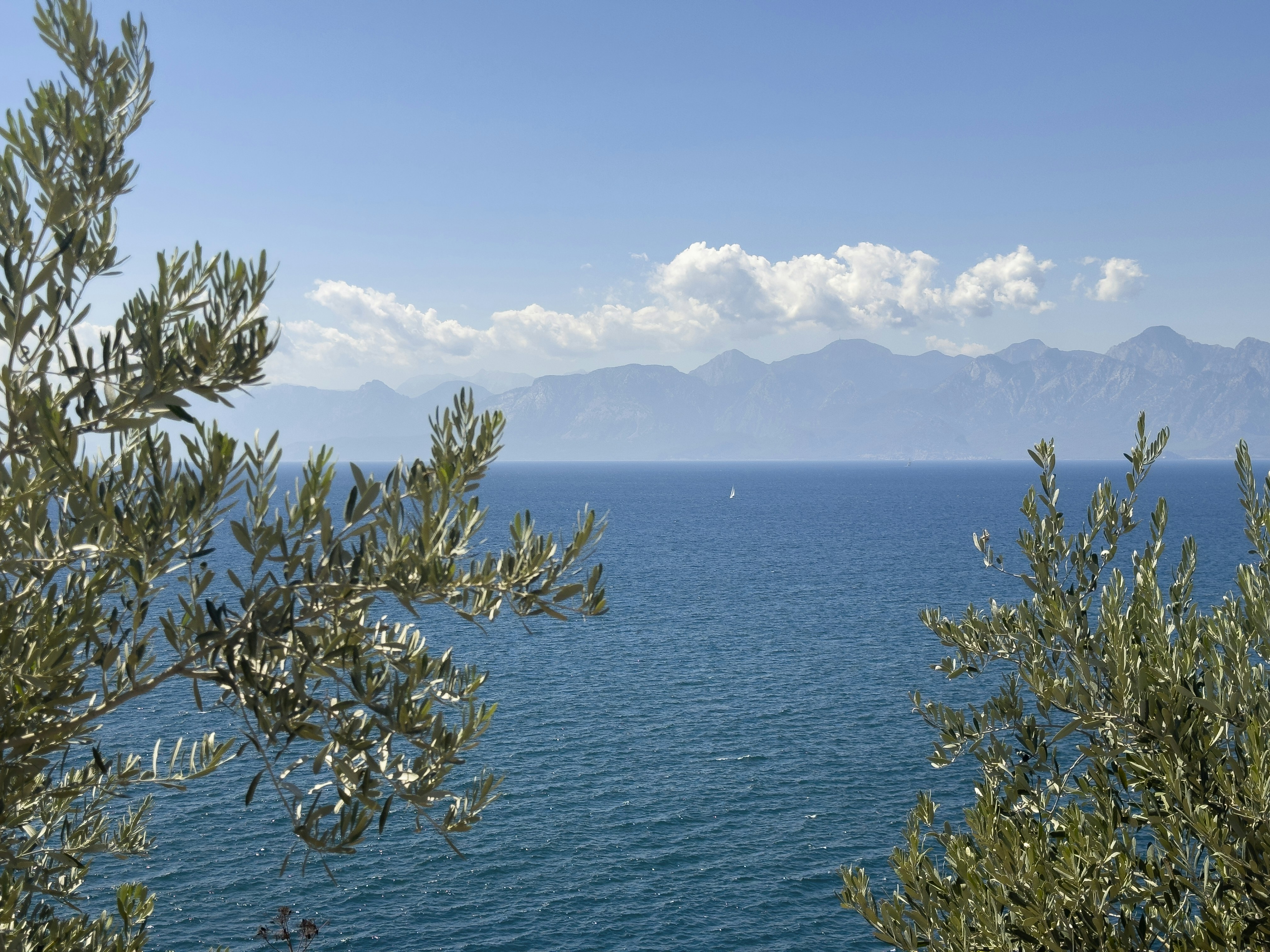 Serene Waters Beyond the Olive Branches