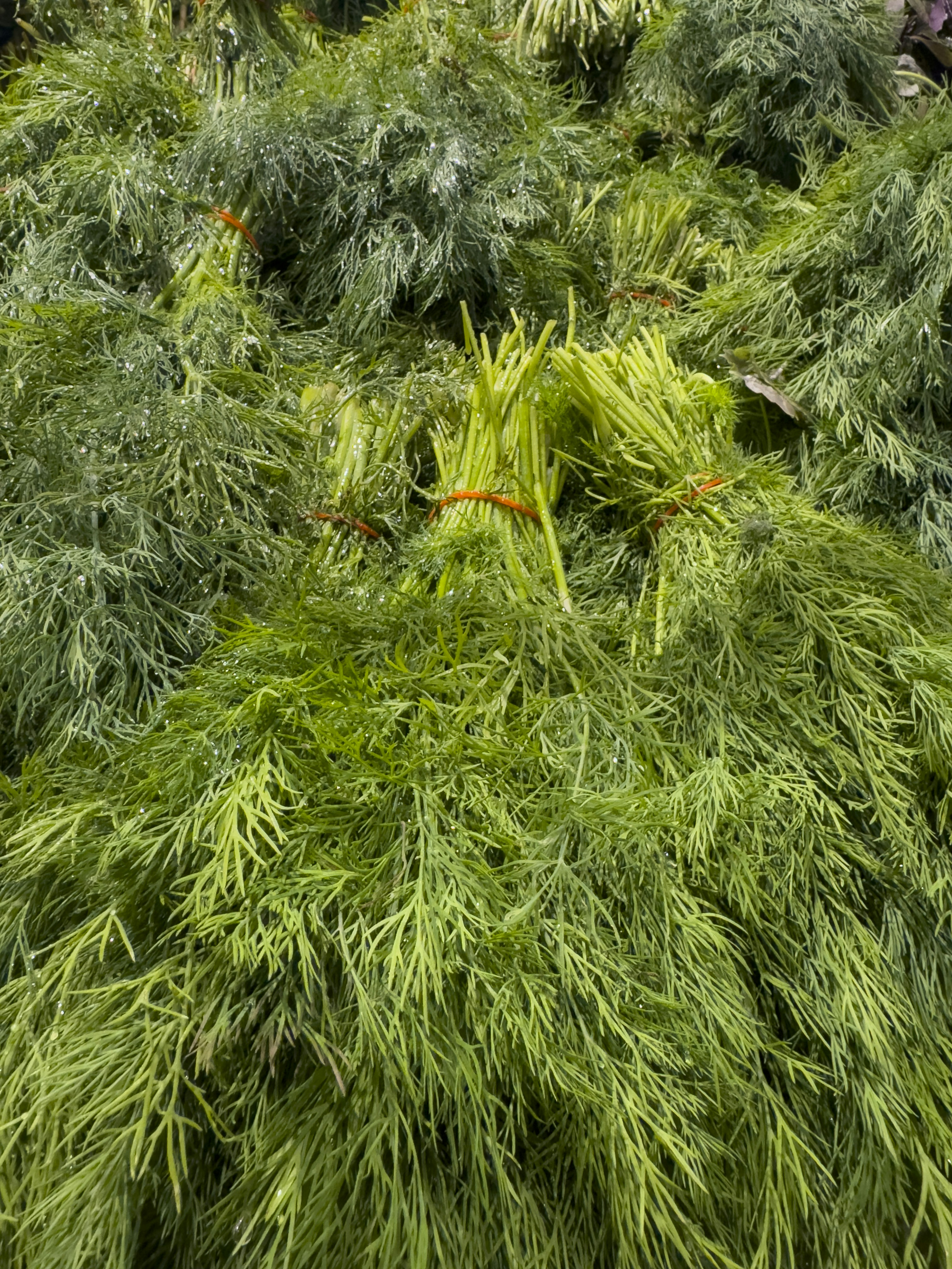 Harvested Greenery: A Bountiful Display of Fresh Herbs
