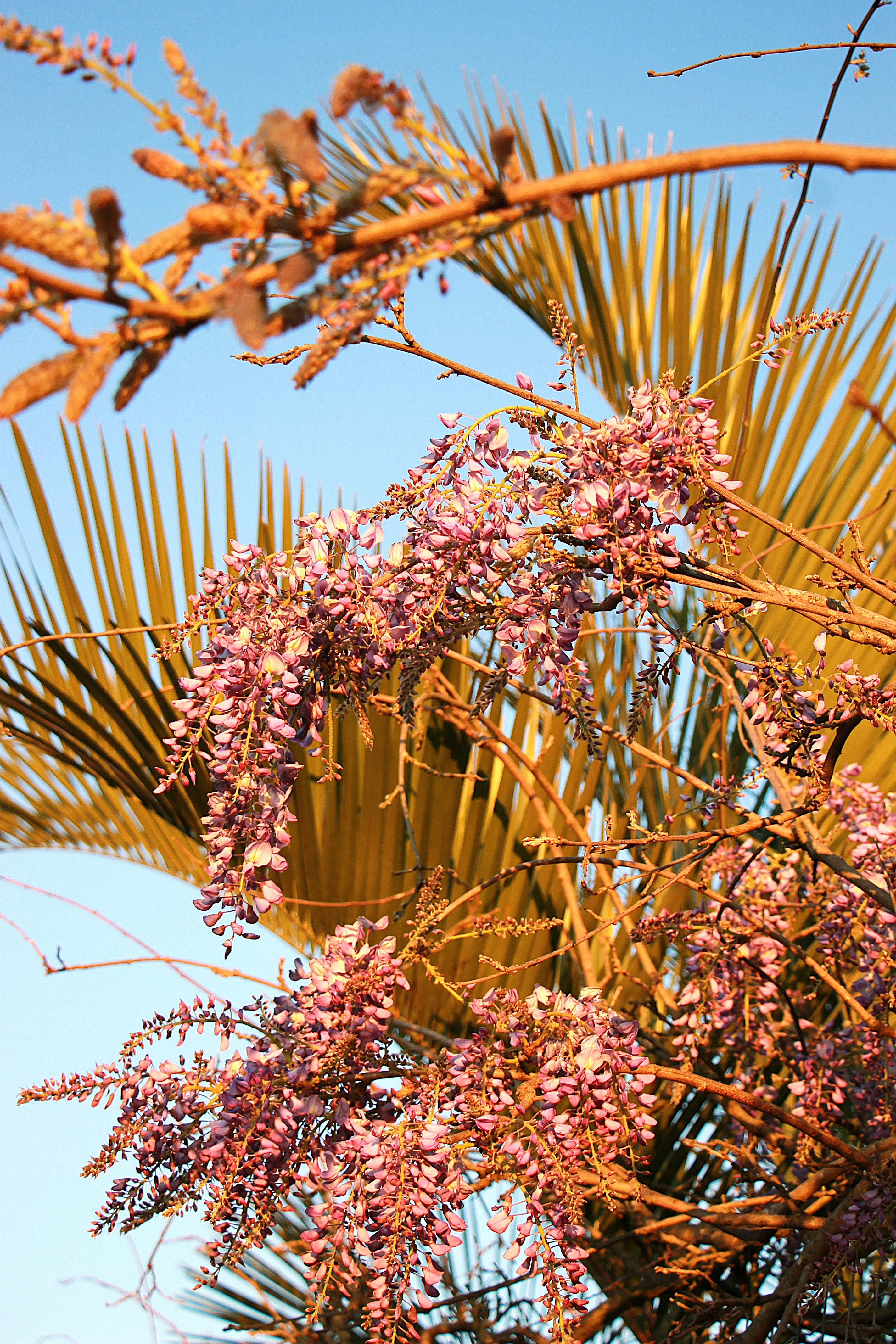 Pink Wisteria Cascade Framed by Golden Palm Fronds