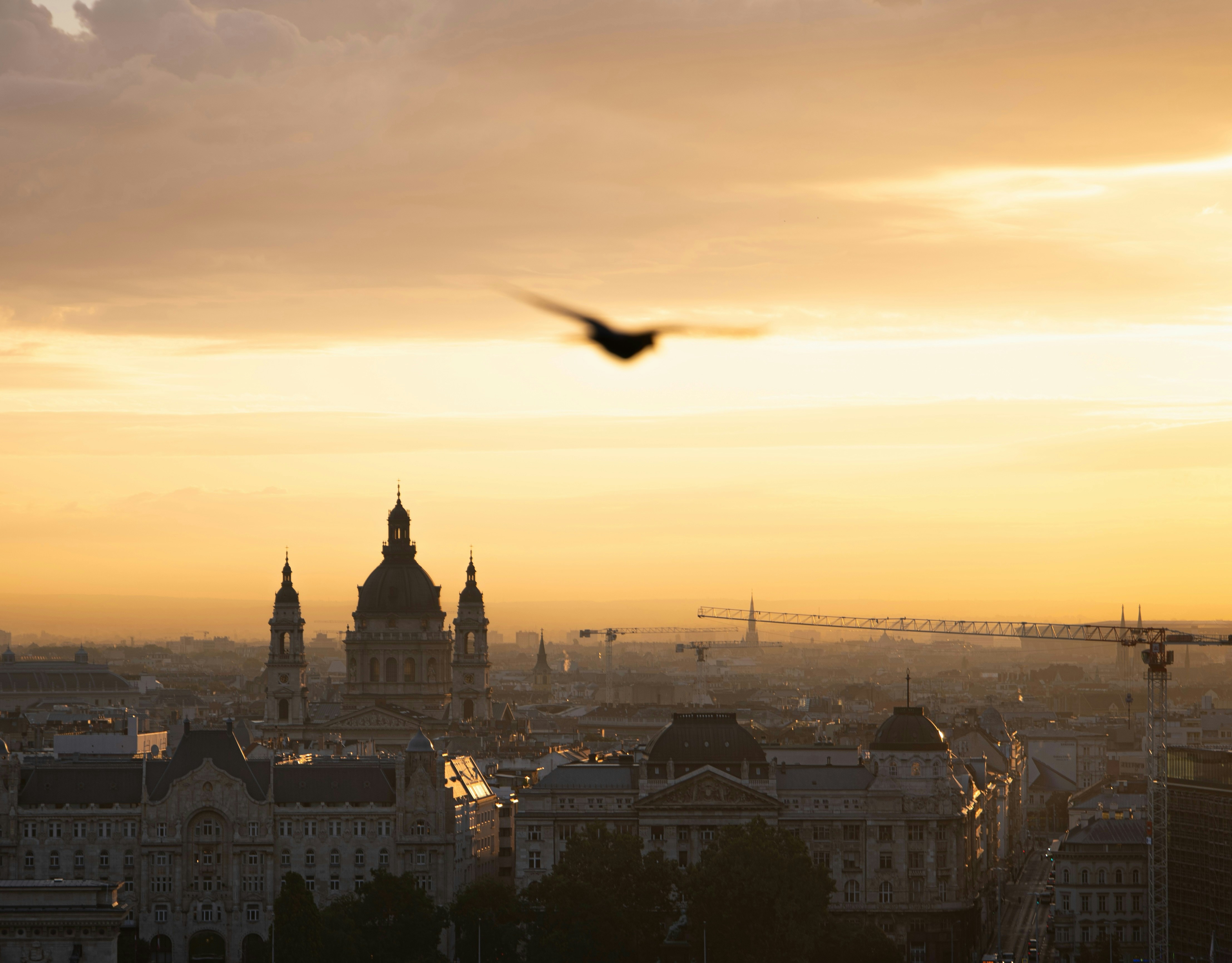 Sunset Over Dome City: a solitary bird traces the golden hour above a European skyline