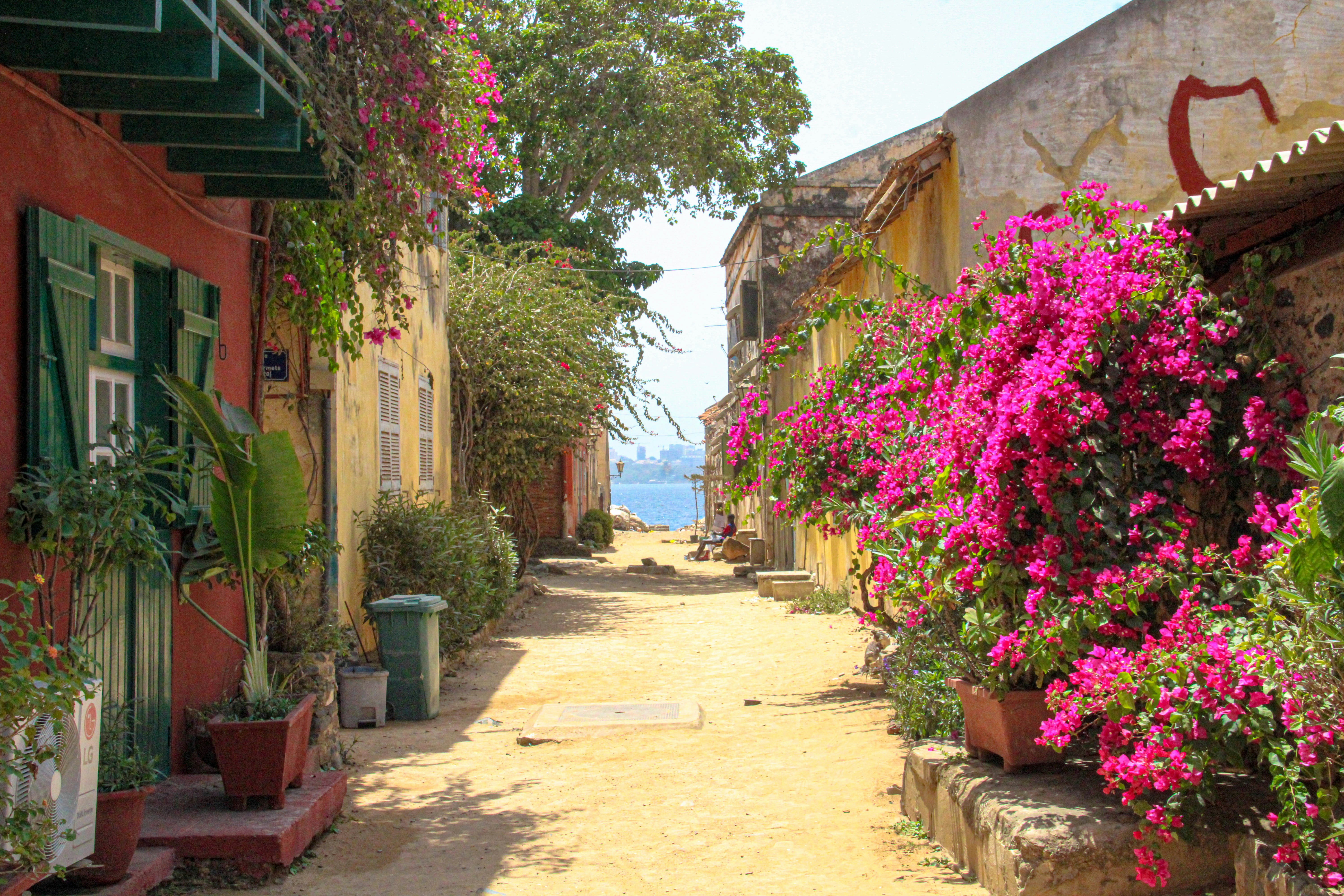 Vibrant Pathway Through a Floral Haven
