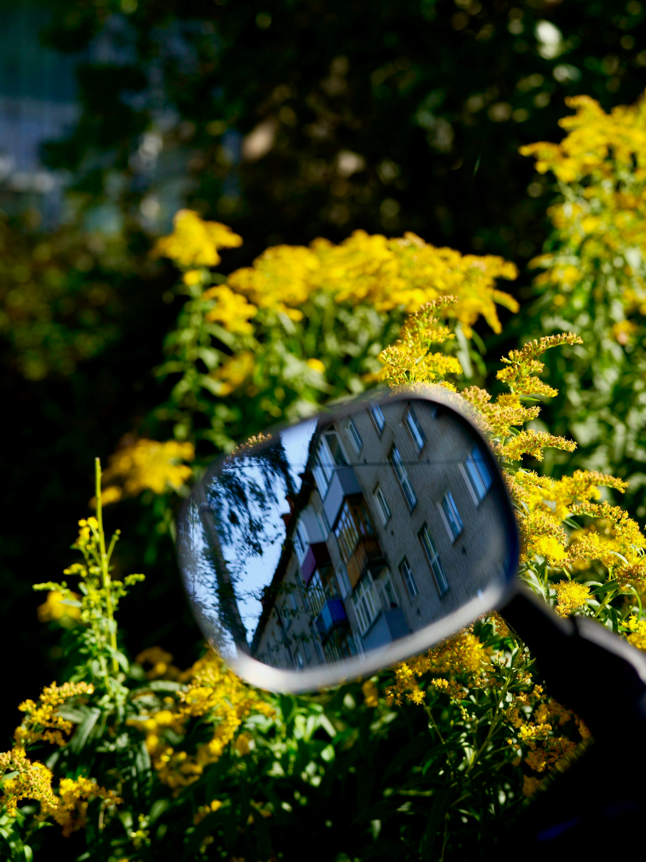 Urban Facade Reflected: A Mirror Nestled Among Golden Blooms