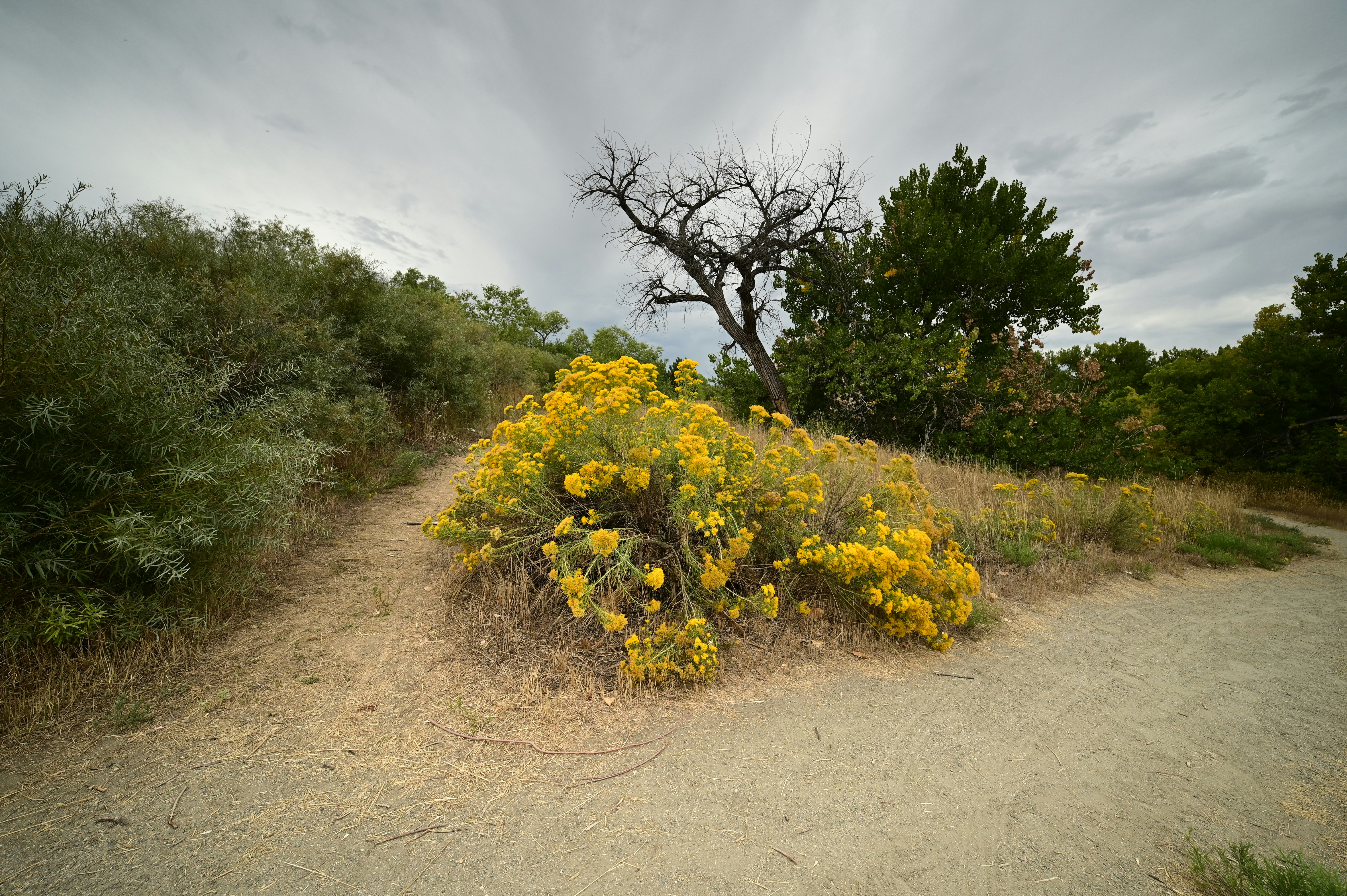 Vibrant yellow flowers bloom beside a winding path, framed by a gnarled tree under overcast skies.