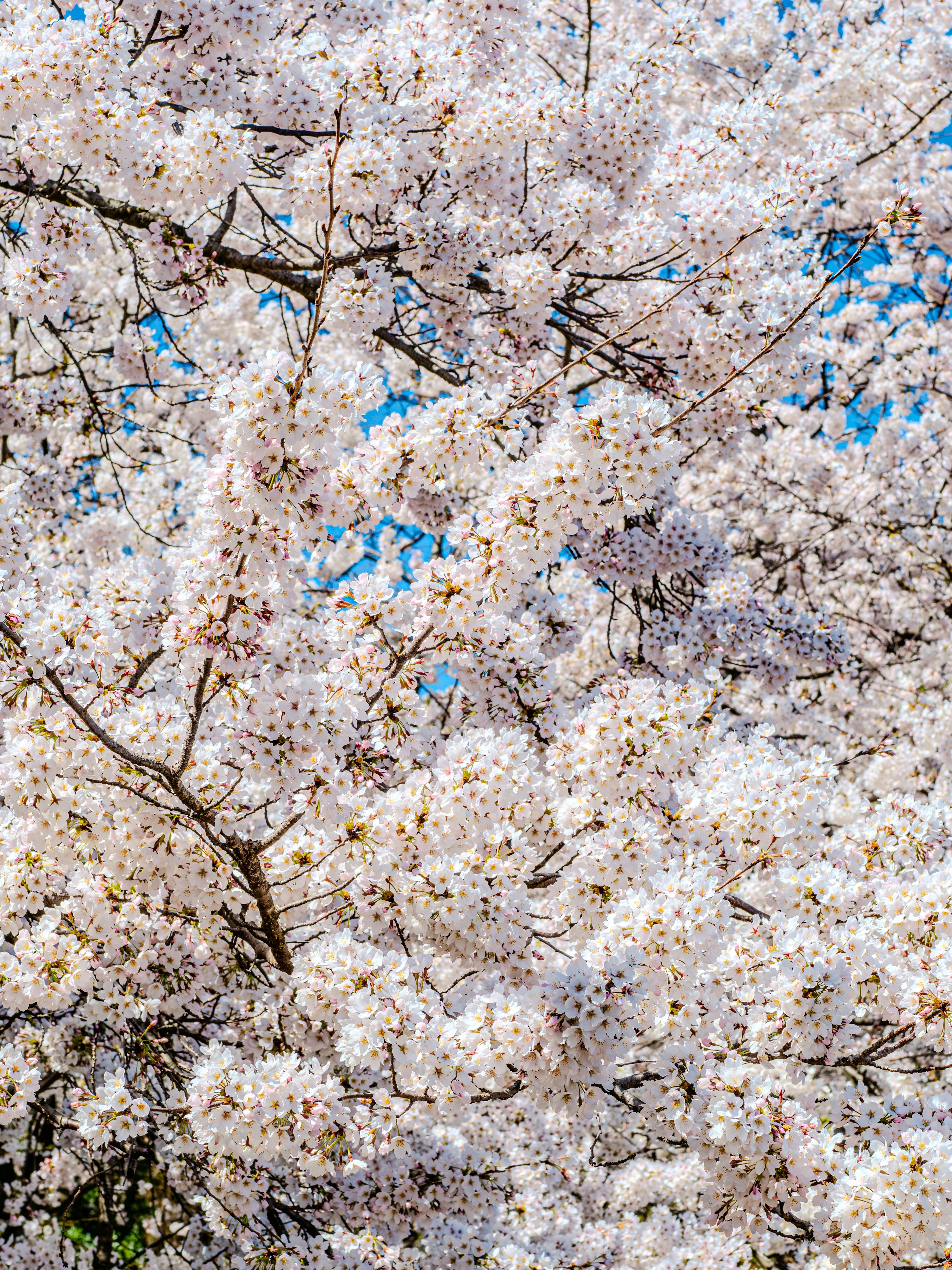 Whispers of Spring: A Blossom Symphony