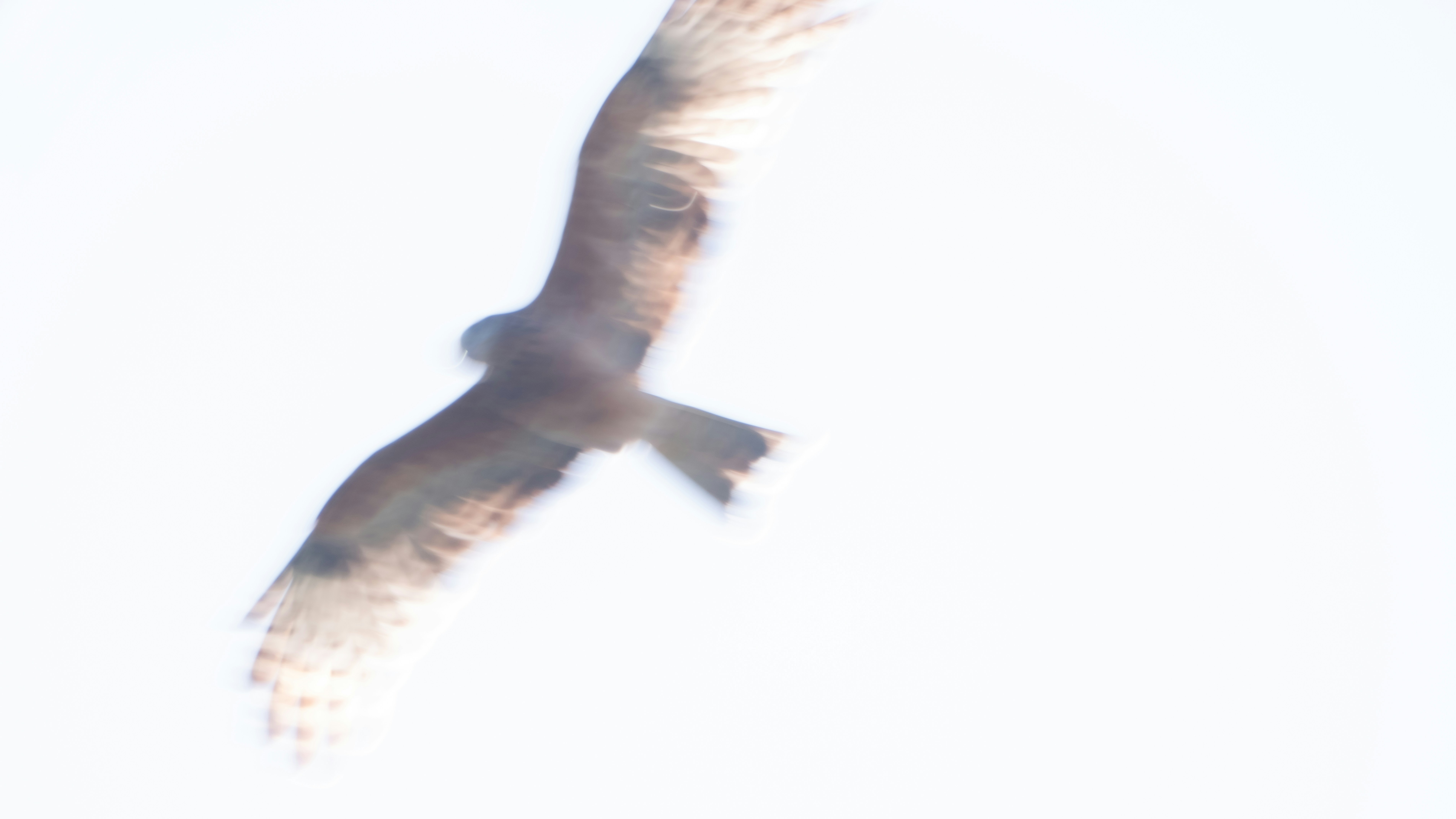 Soaring Through the Ether: A Bird's Flight