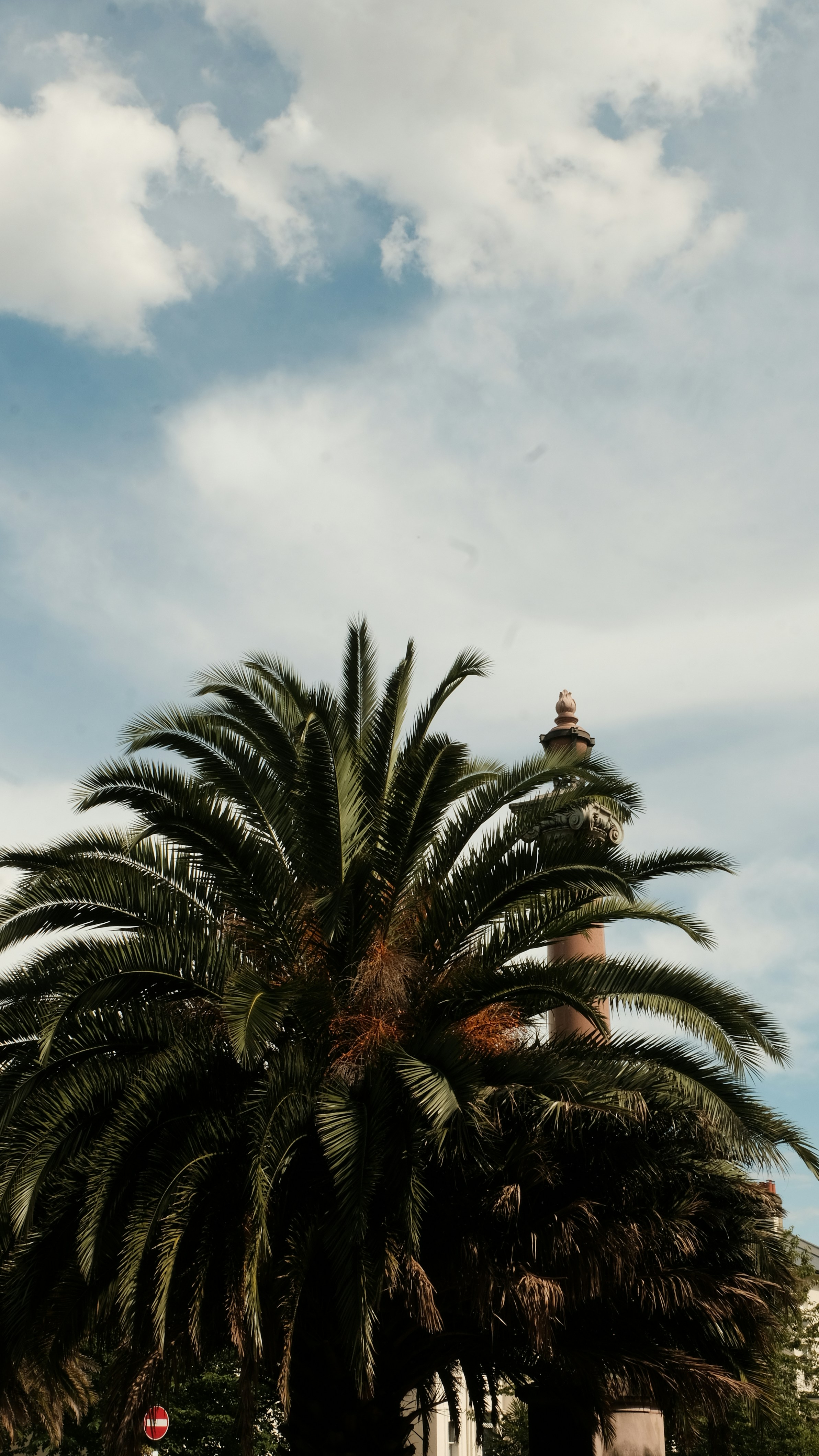 A towering palm tree frames a historical monument against a backdrop of soft clouds. The scene captures the harmony between natural and man-made beauty.