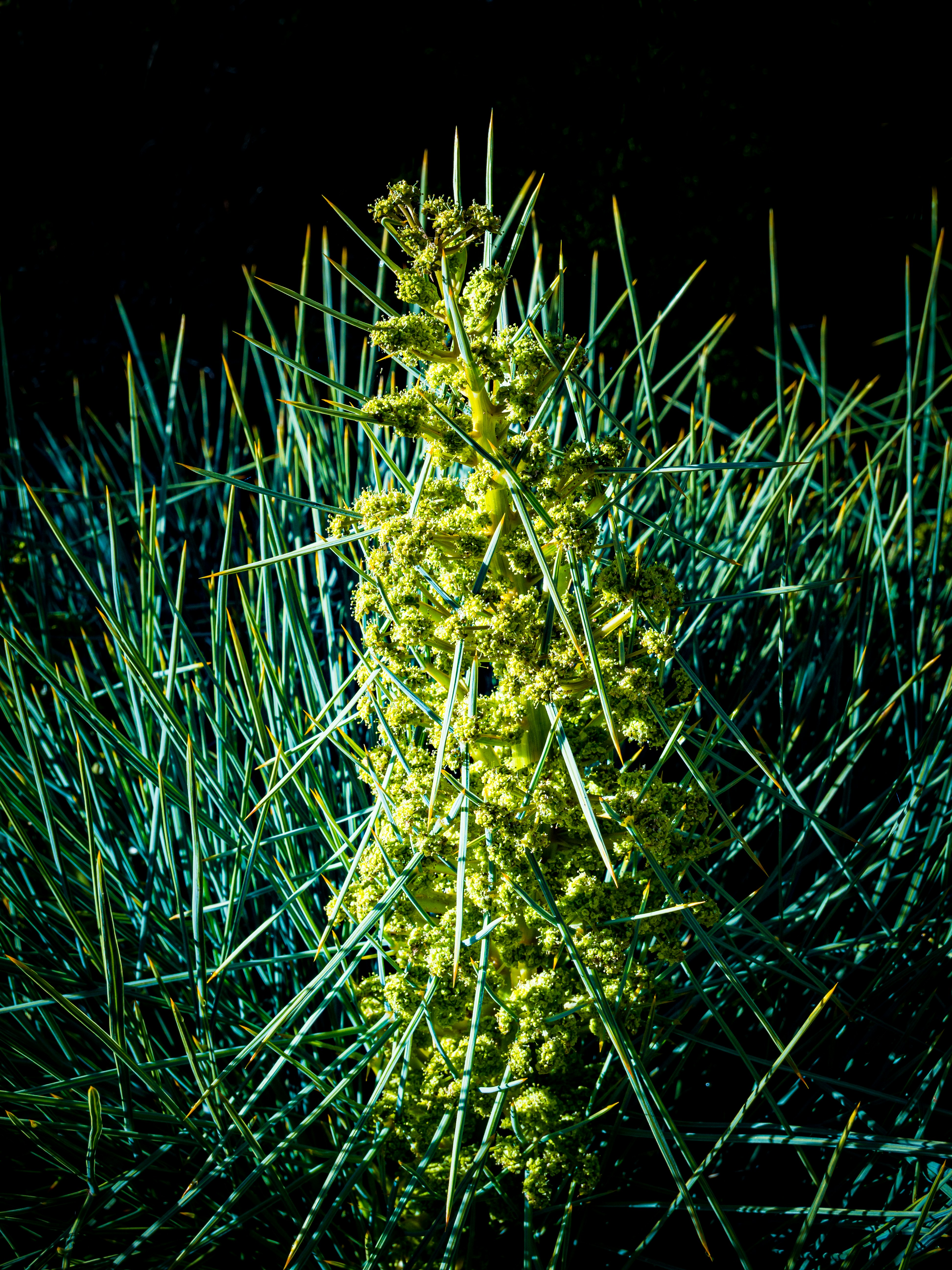 Aciphylla squarrosa flowers, Common Speargrass | Close-up of a cactus flower bud with sharp spines