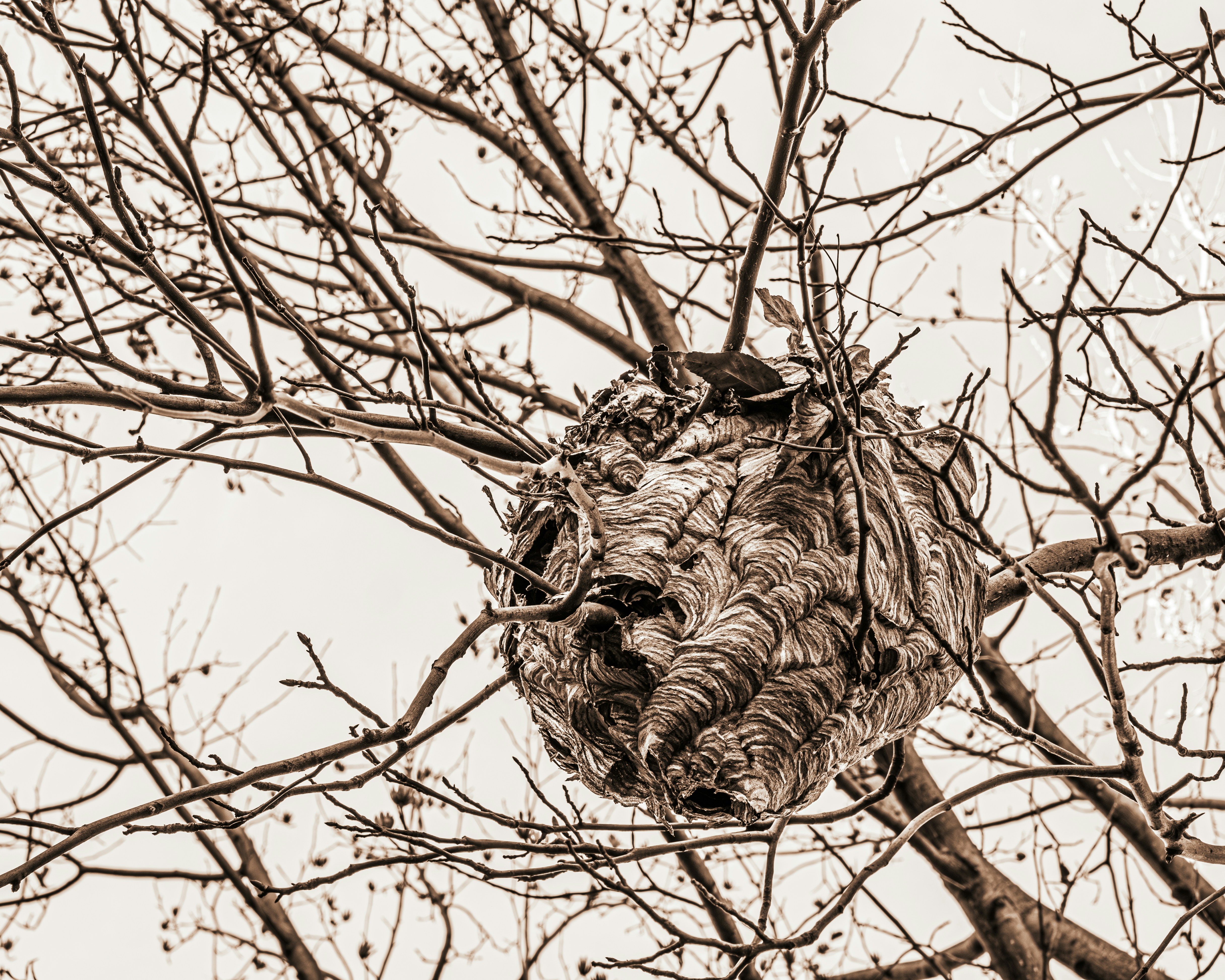 Nature's Intricate Architecture: A Wasps' Nest in Winter's Embrace