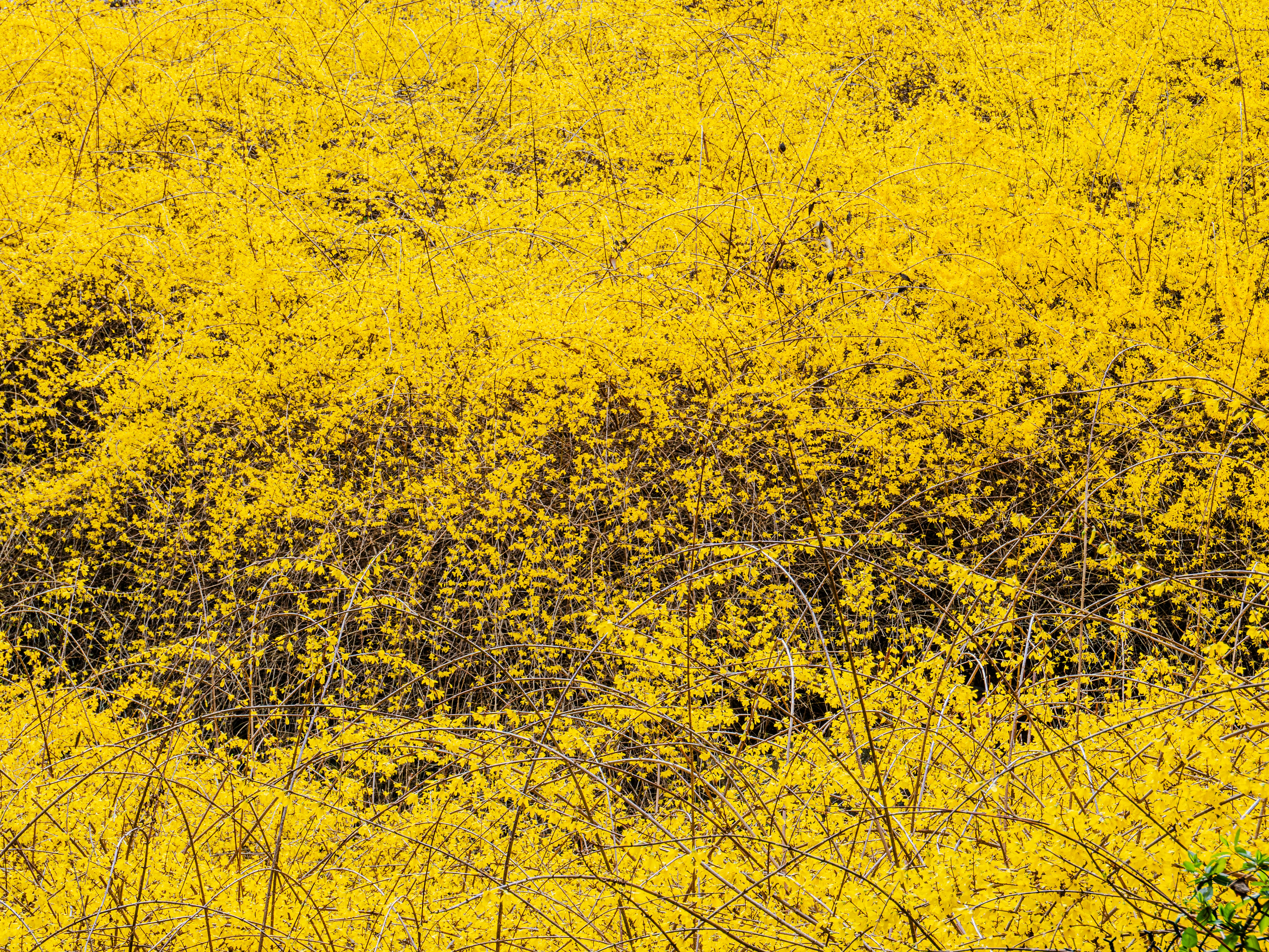 Golden Tapestry of Nature