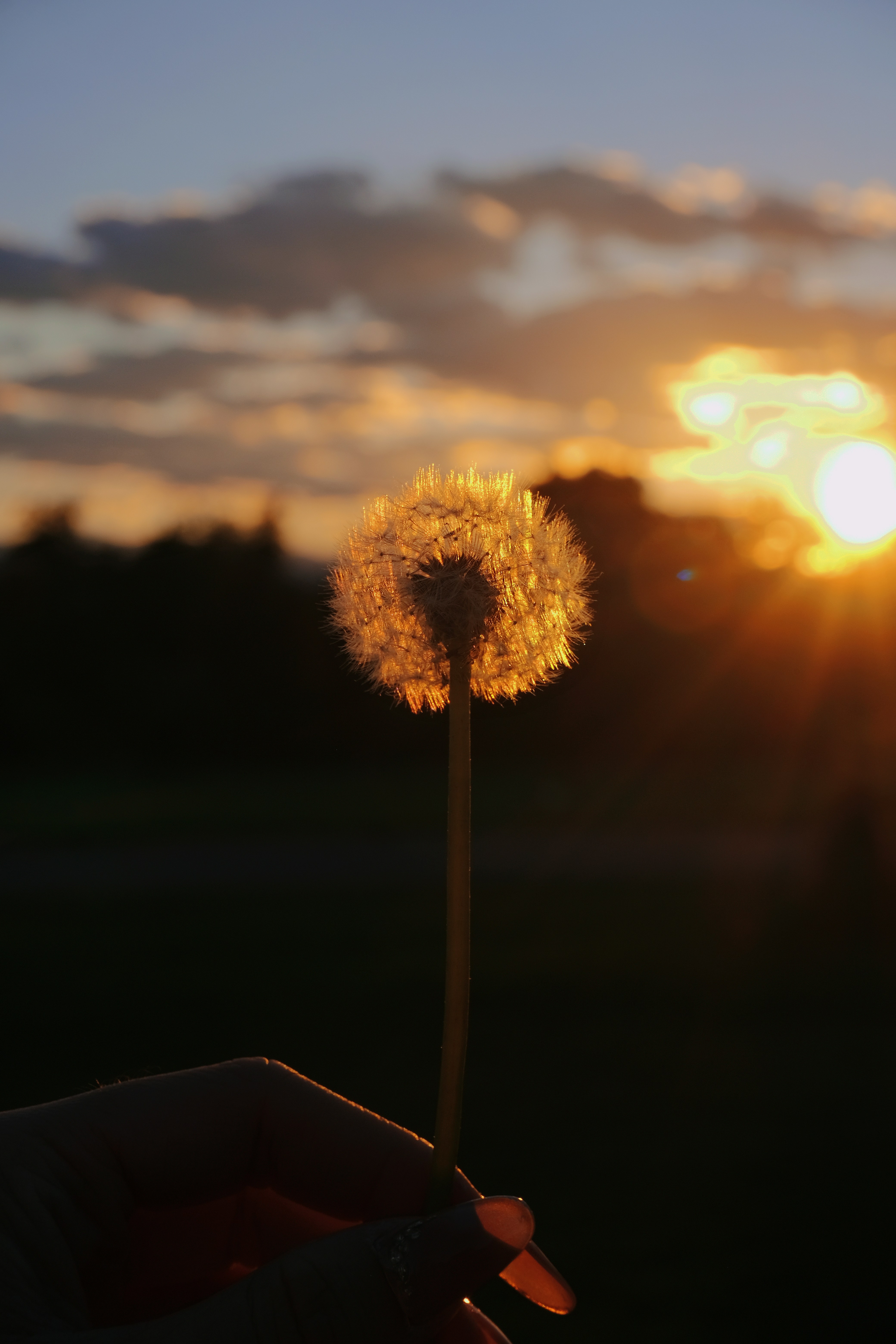 Dandelion held against a vibrant sunset sky