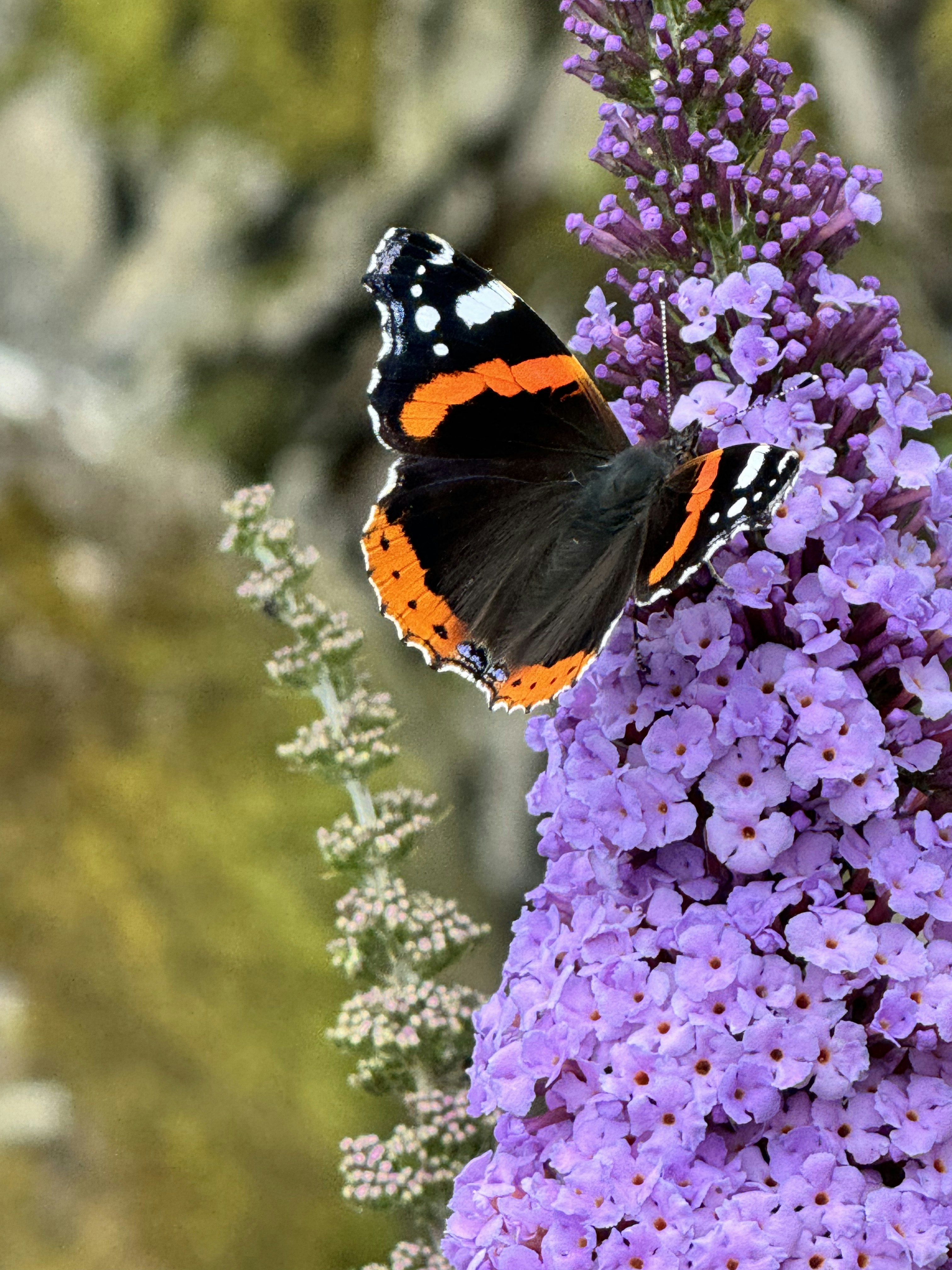 Nature's Colorful Dancer Amidst Blooming Beauty