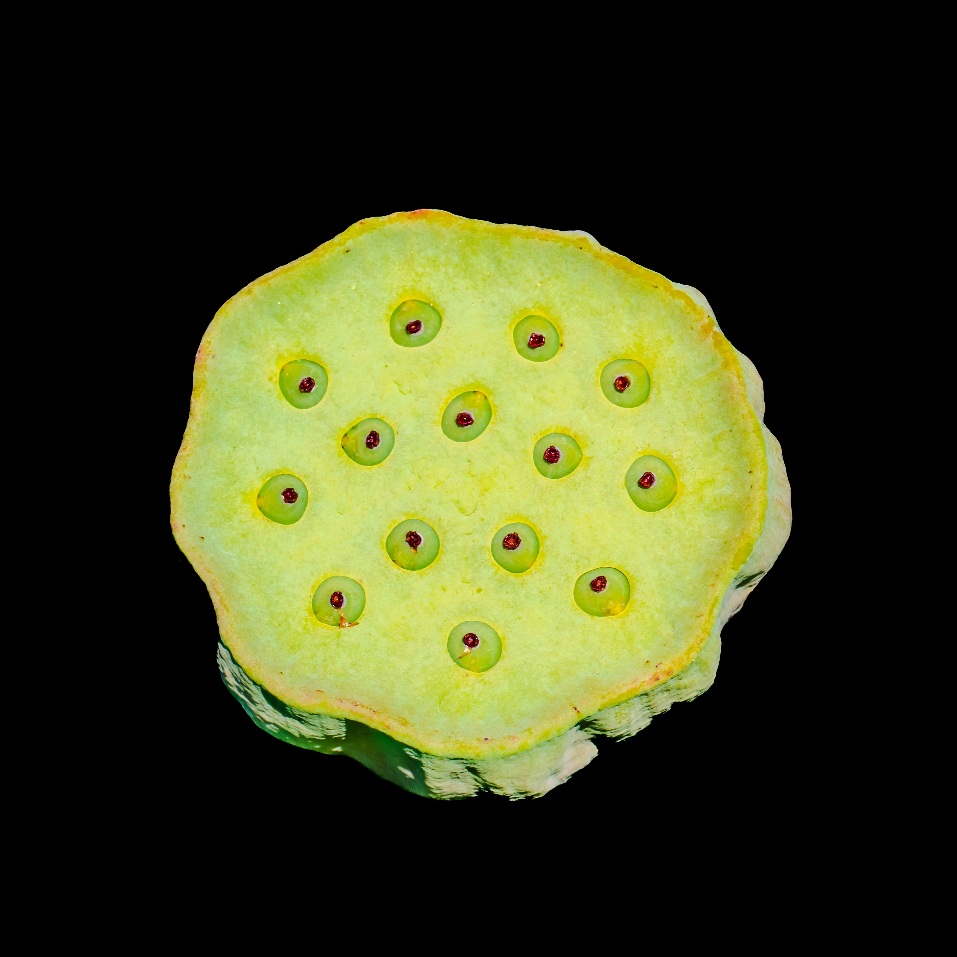 A green unripe lotus seed capsule | Close-up of a green lotus seed head on black background