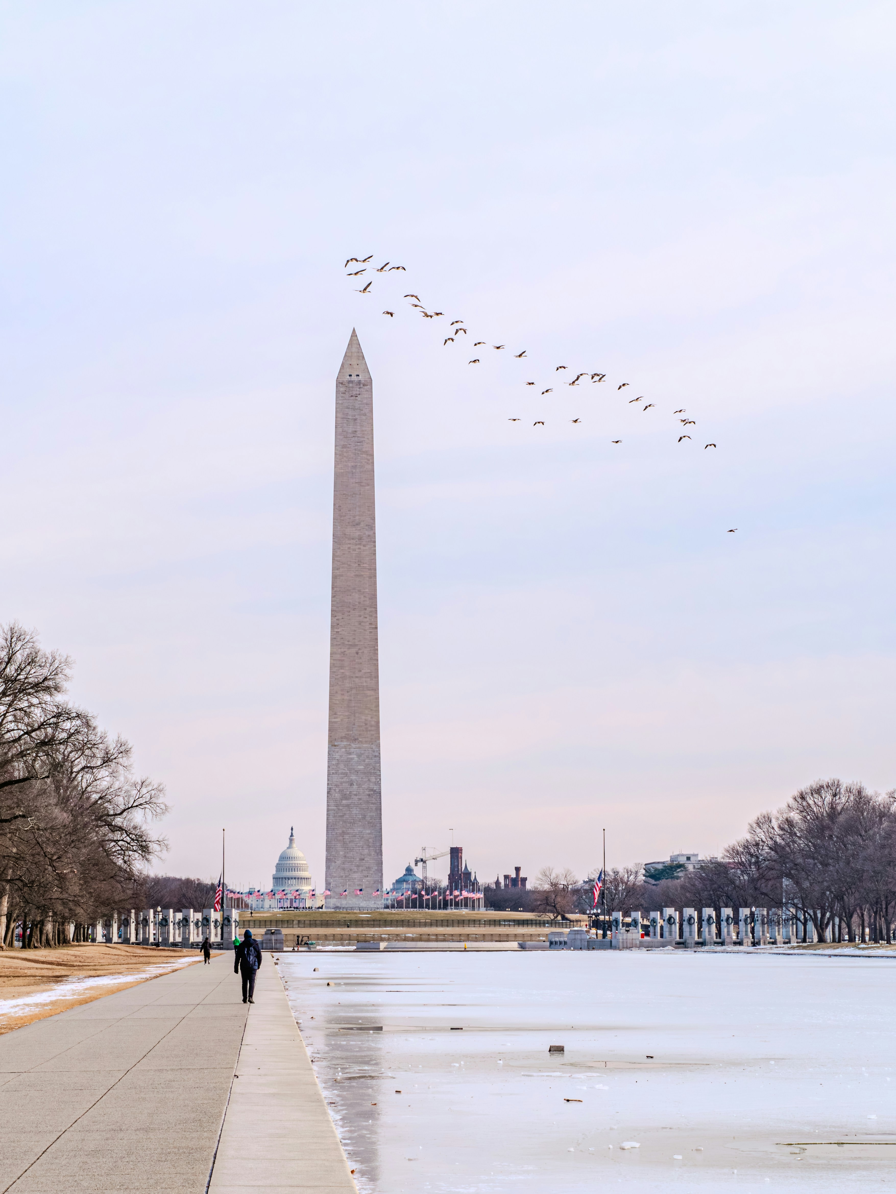Washington DC scenic view of the Mall | Washington monument and capitol building with birds flying