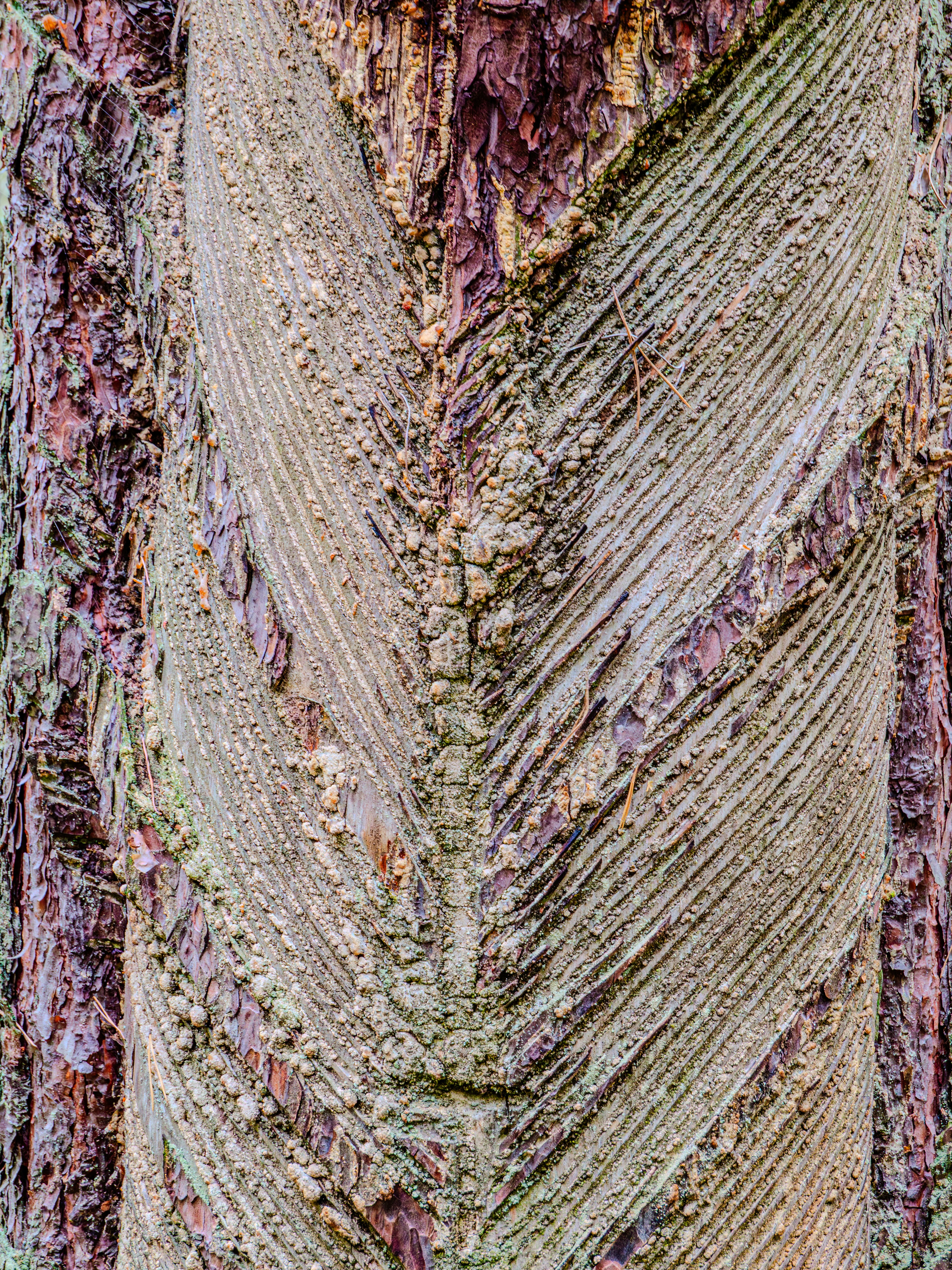 The scars of resin extraction on a pine tree | Close up of textured tree bark with resin patterns.