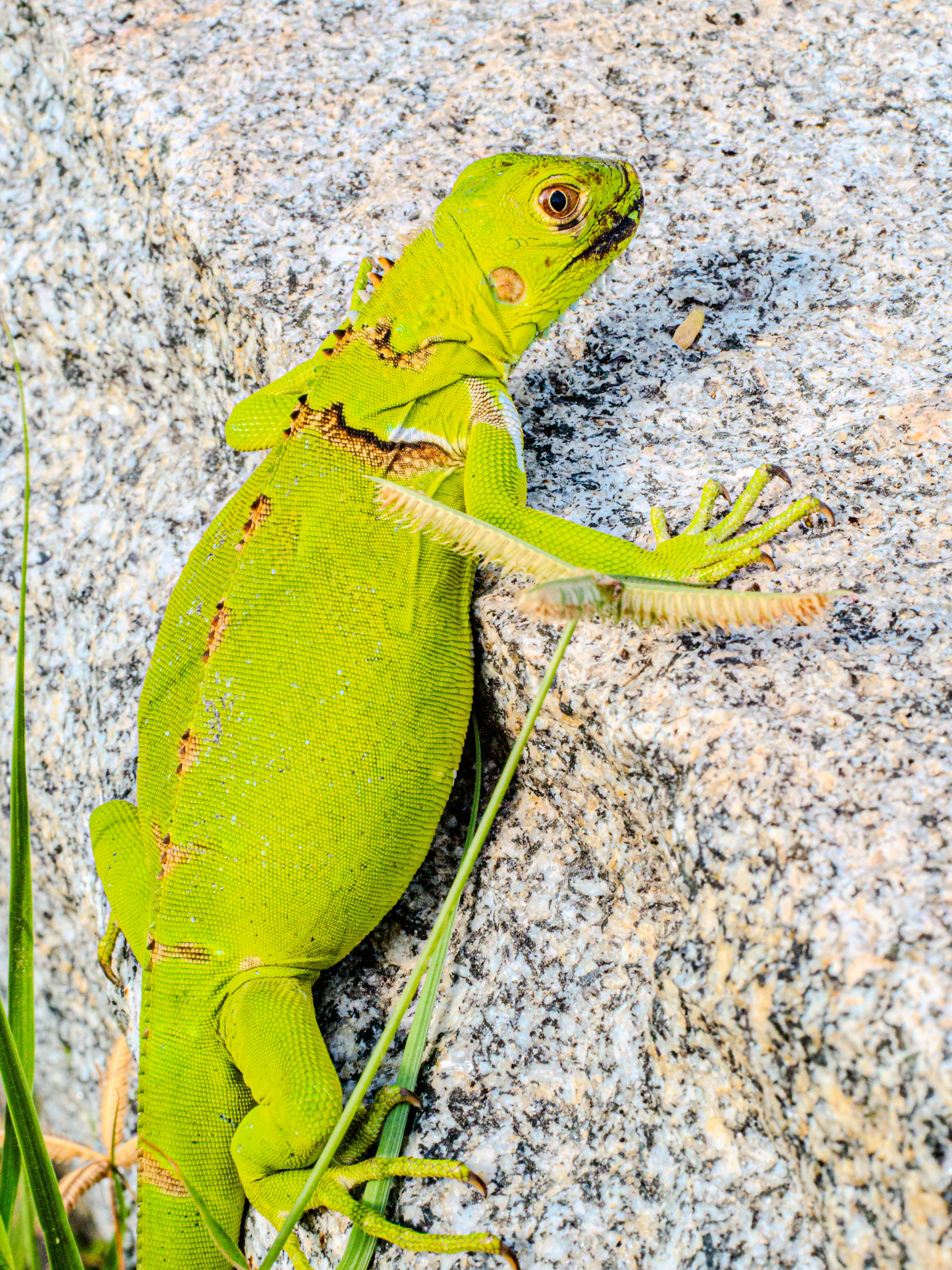 A young green iguana | A bright green iguana rests on a gray rock.