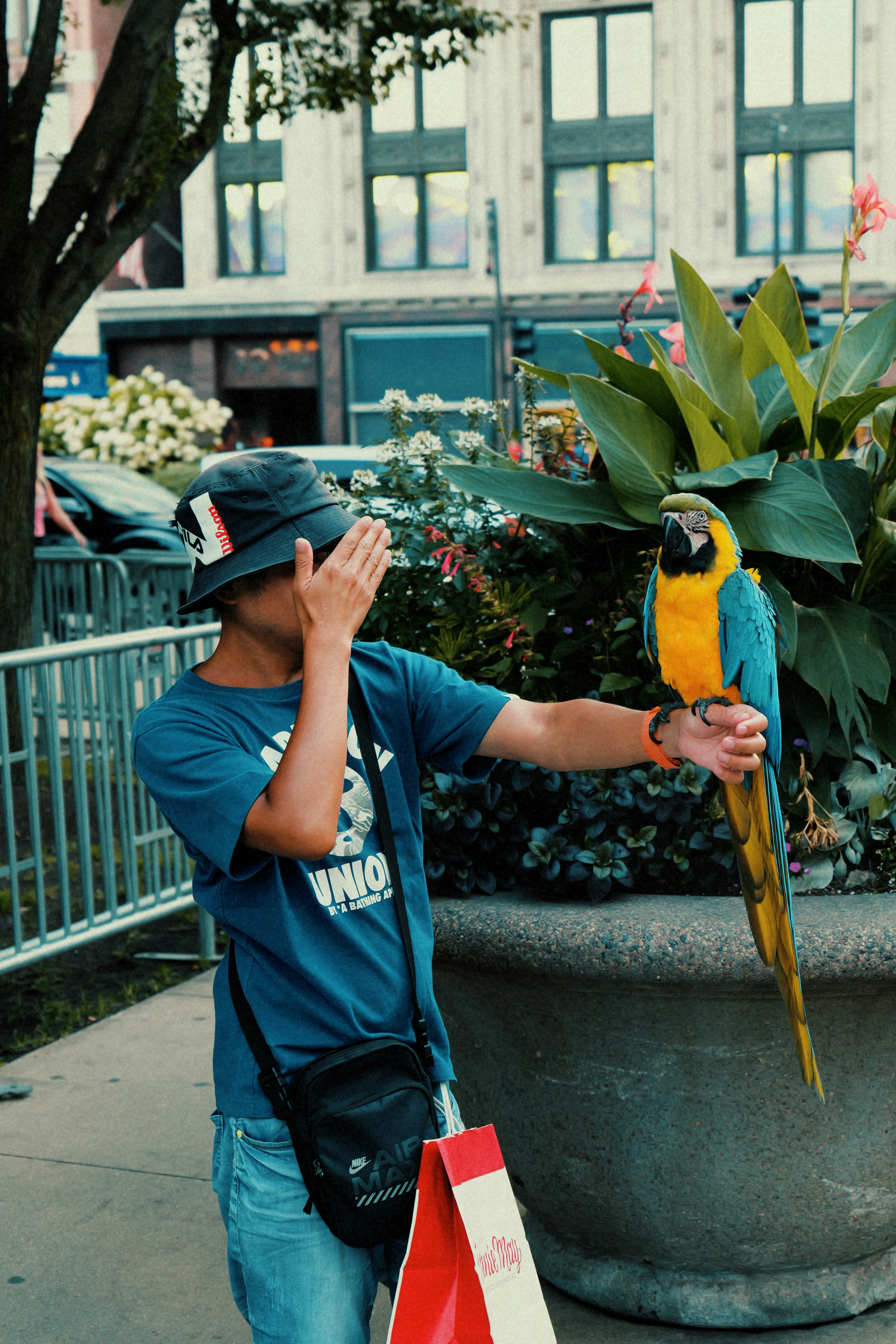 Urban Parrot Encounter: Blue-Gold Feathers on a City Plaza