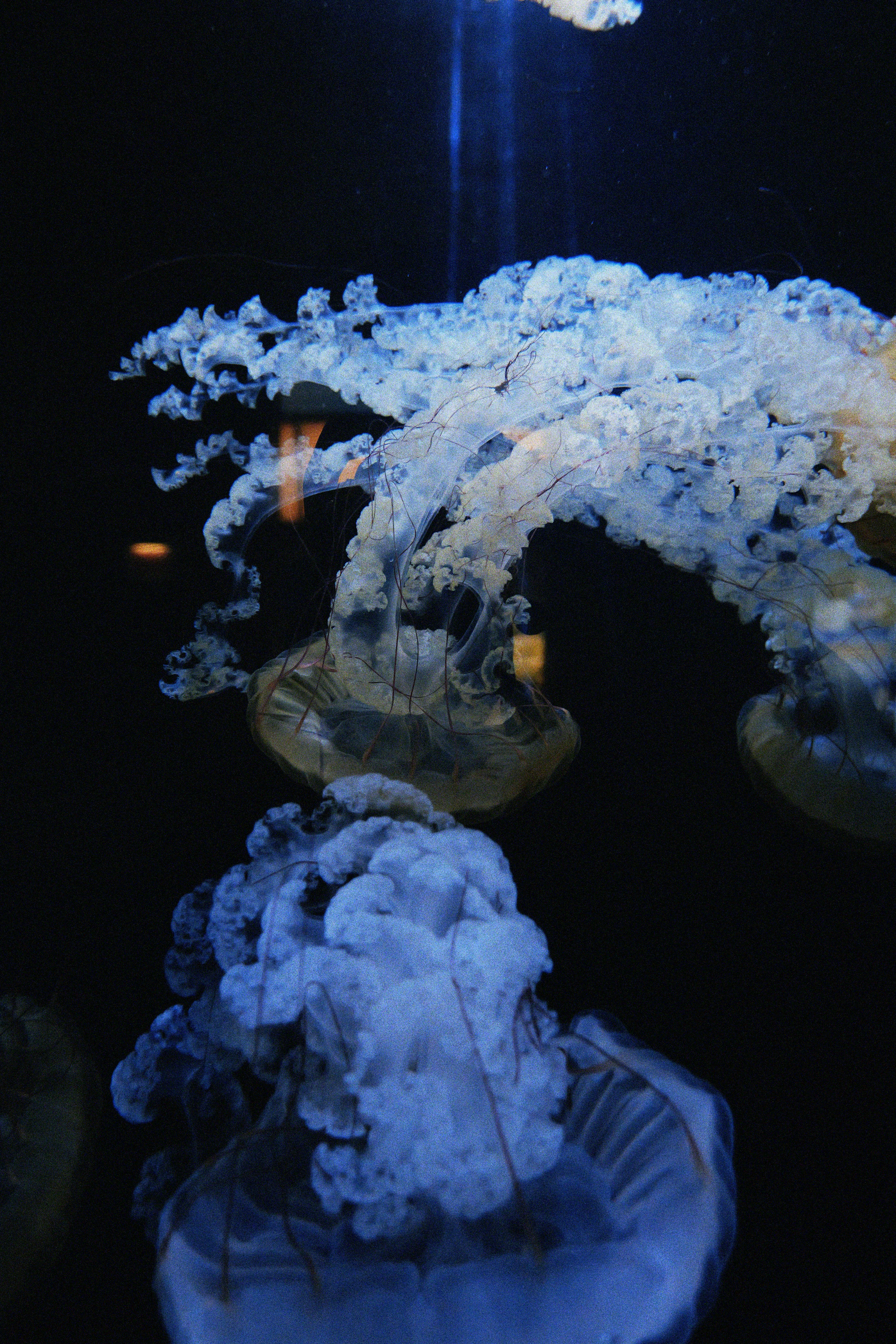 Fluid Elegance: The Dance of Jellyfish