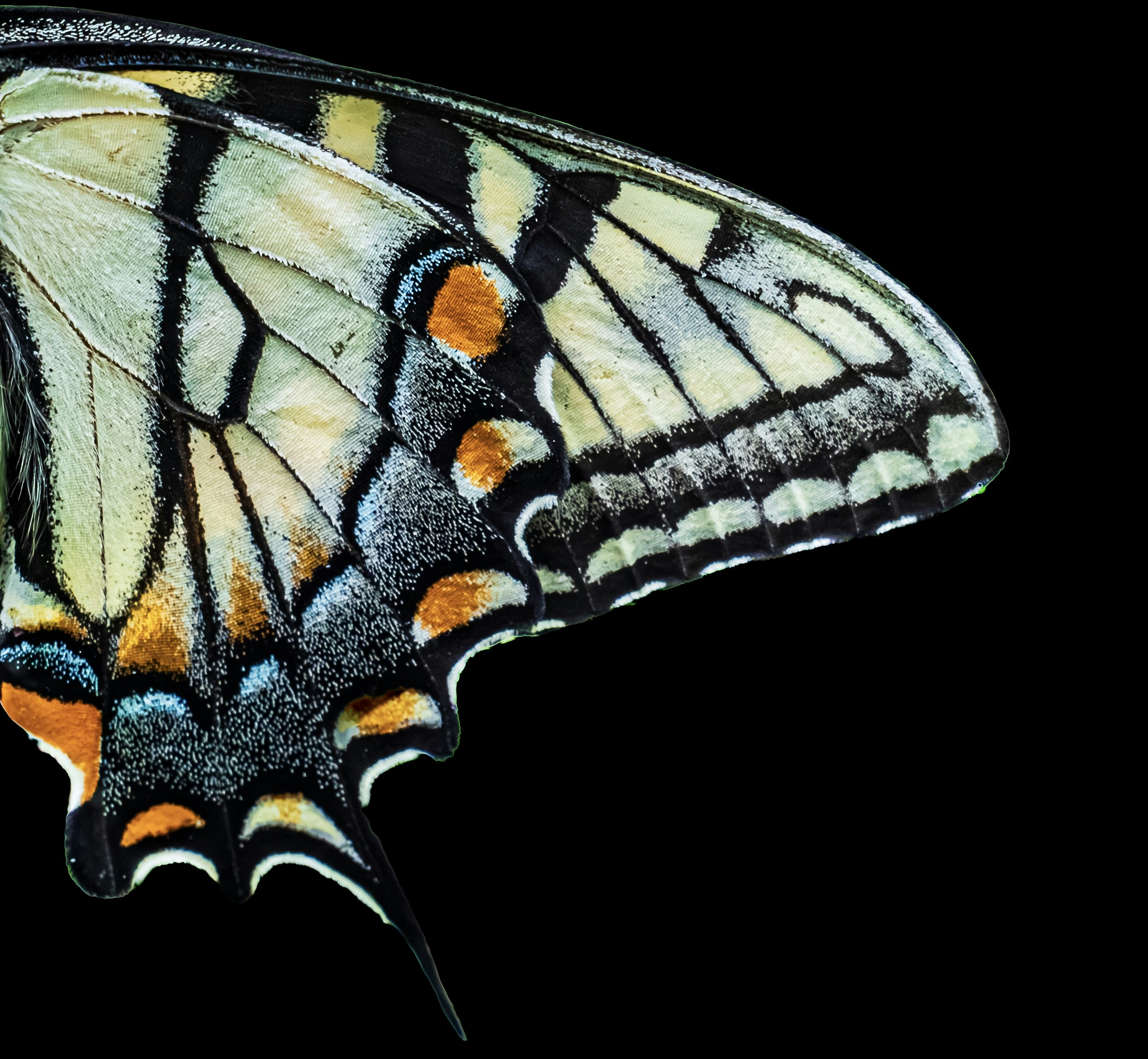 Details of a swallowtail butterfly wing | Close-up of a butterfly wing with black background